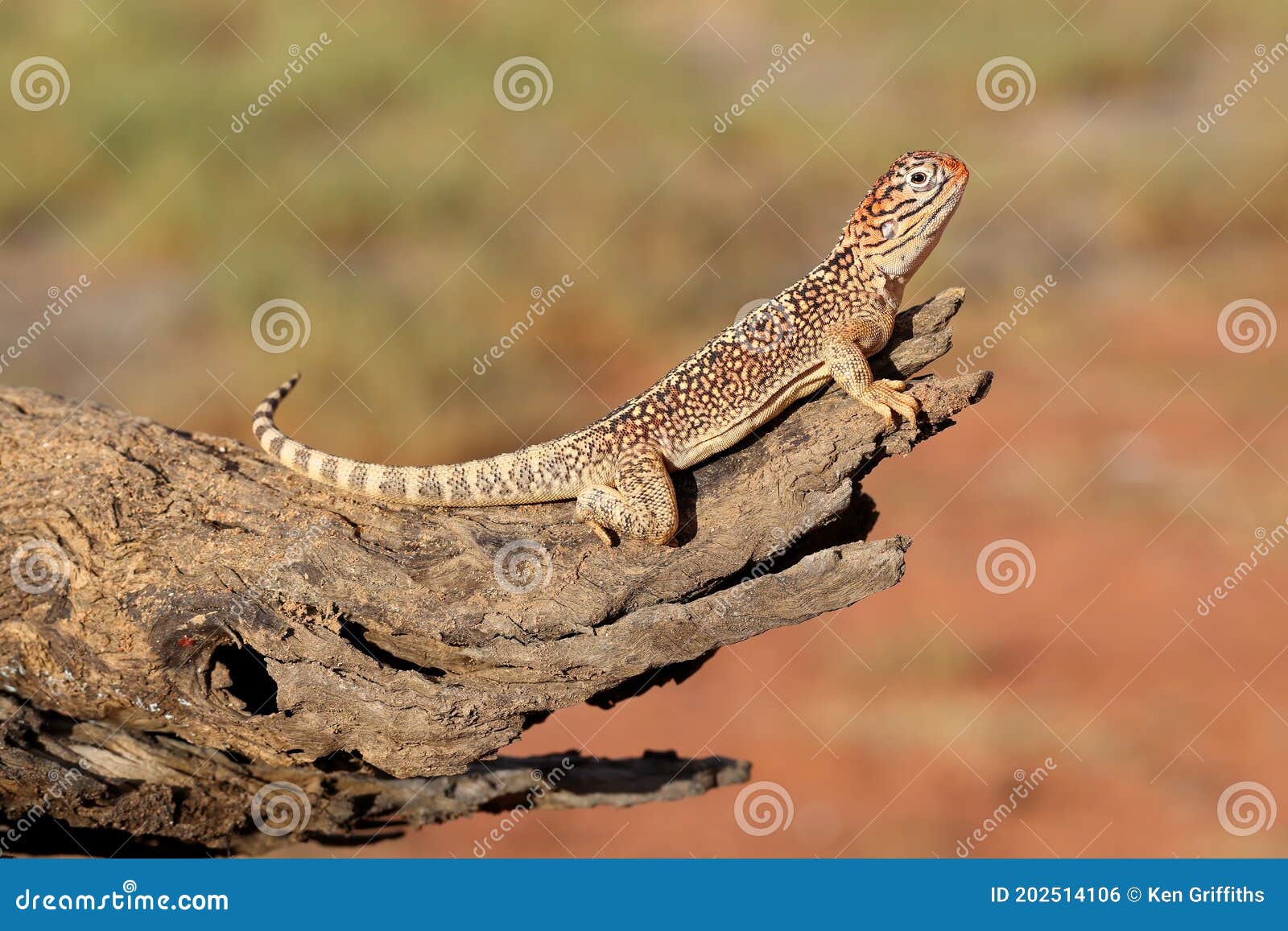 Central Netted Dragon stock photo. Image of australia - 202514106