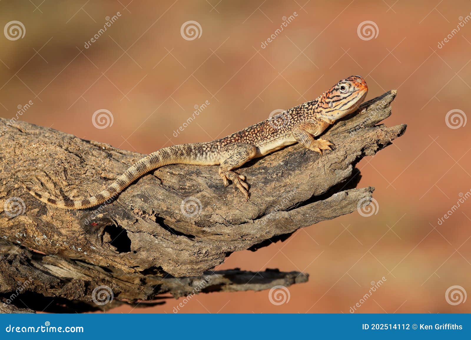 Central Netted Dragon stock photo. Image of dragon, agamid - 202514112