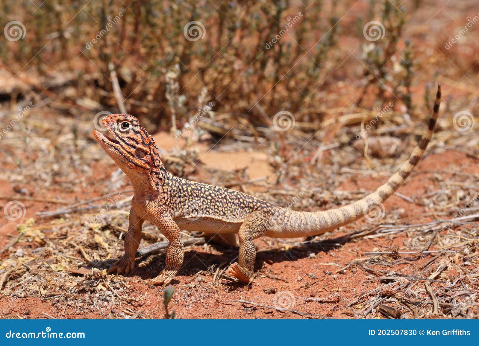Central netted Dragon stock photo. Image of netted, nature - 202507830