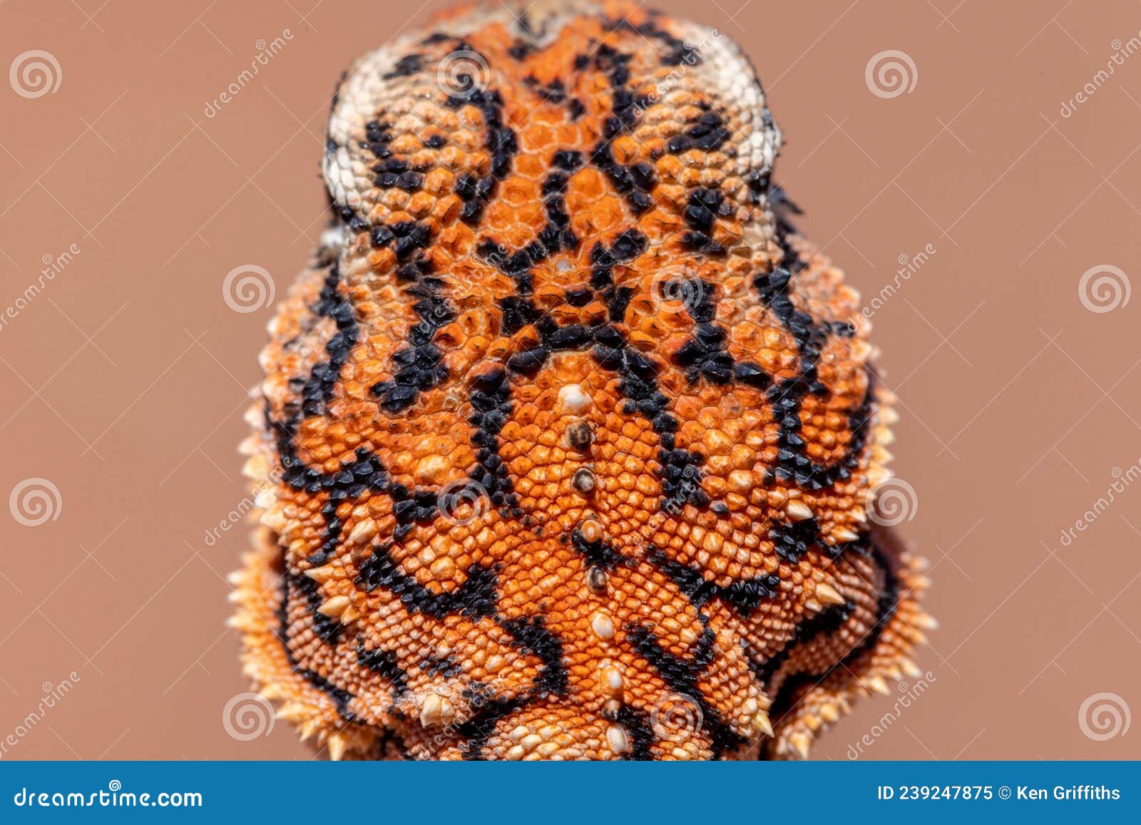 Central Netted Dragon stock image. Image of nature, ctenophorus - 239247875