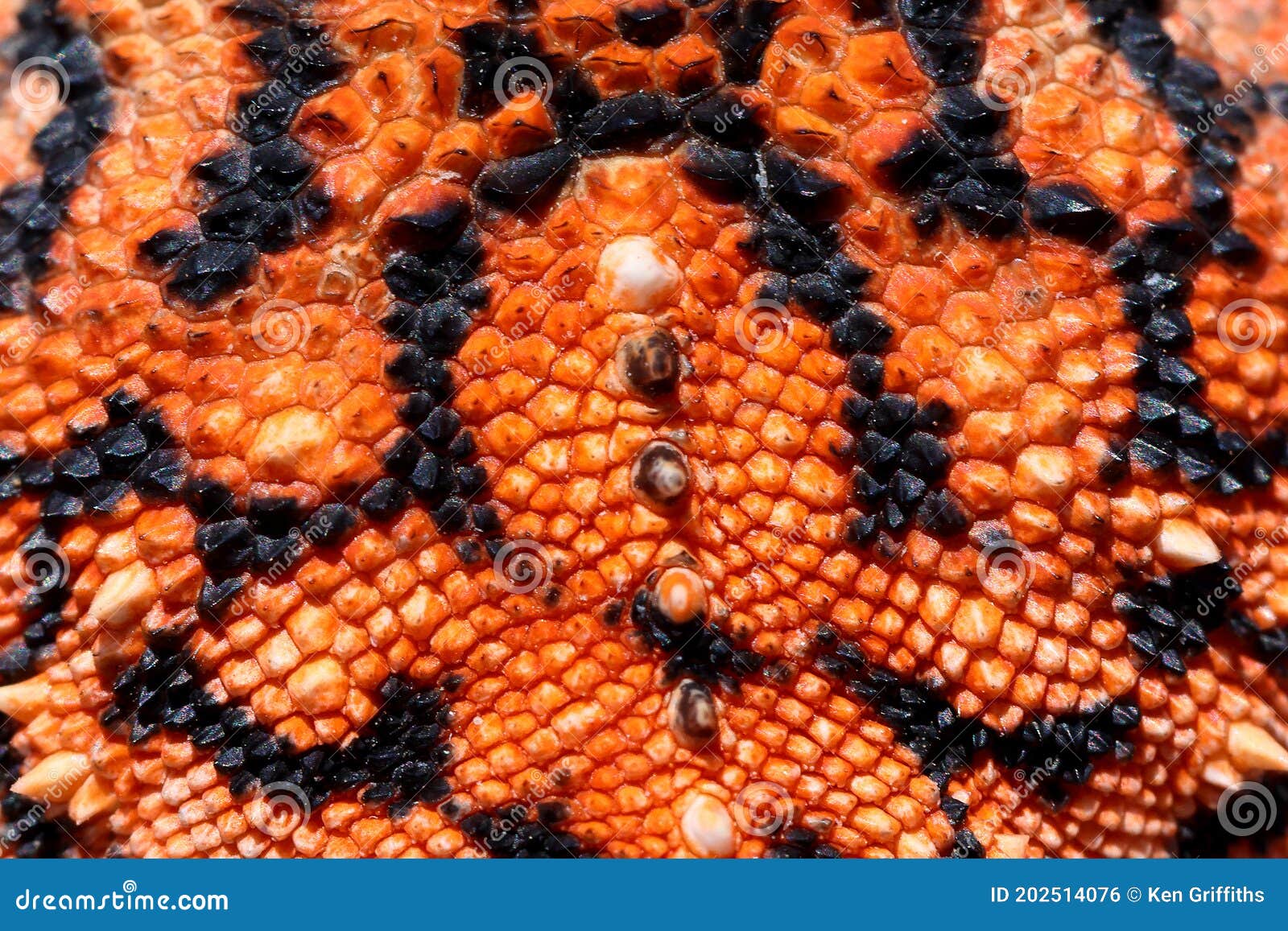 Central Netted Dragon stock photo. Image of netted, pattern - 202514076
