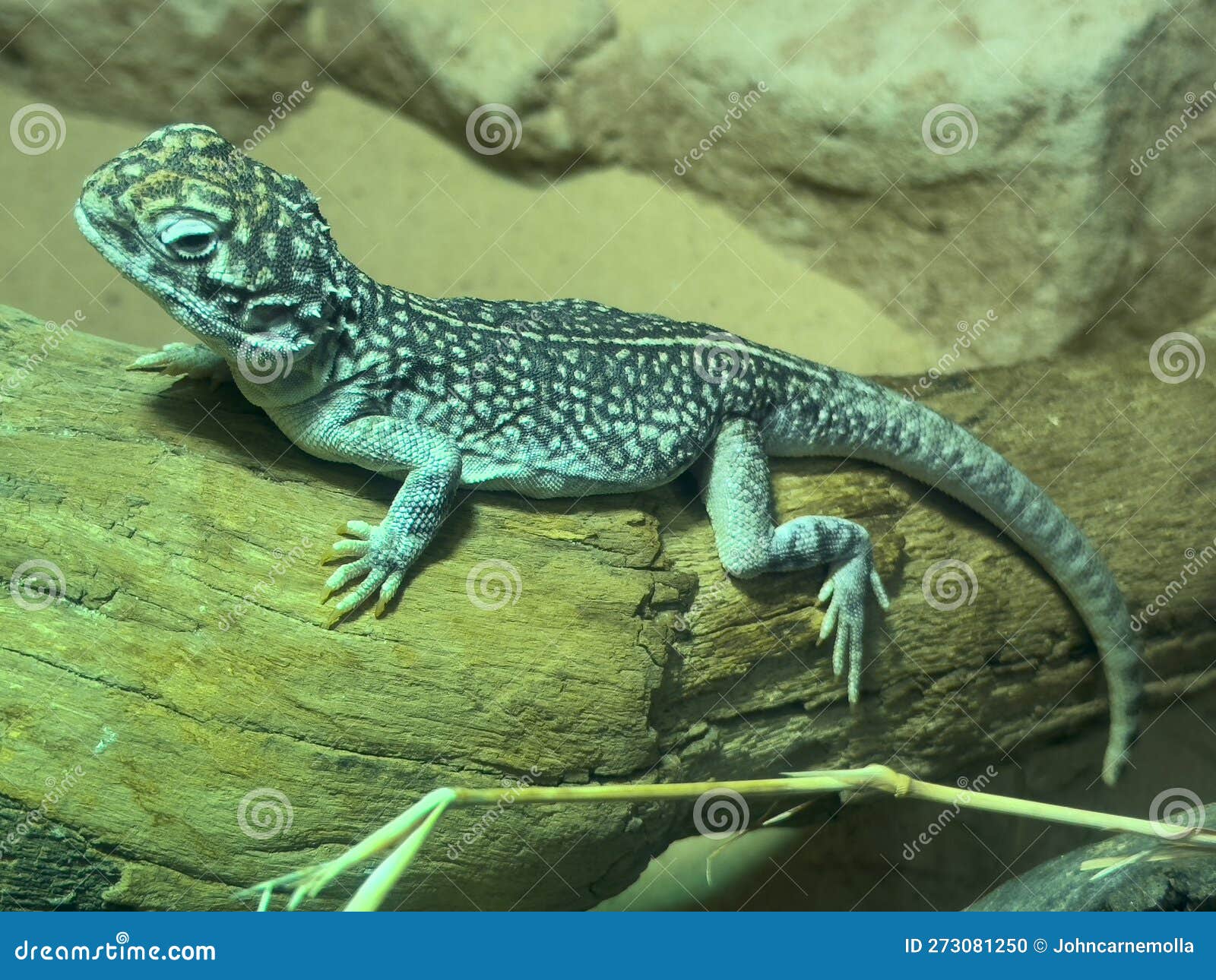 Central Netted Dragon Stock Photos - Free & Royalty-Free Stock Photos ...
