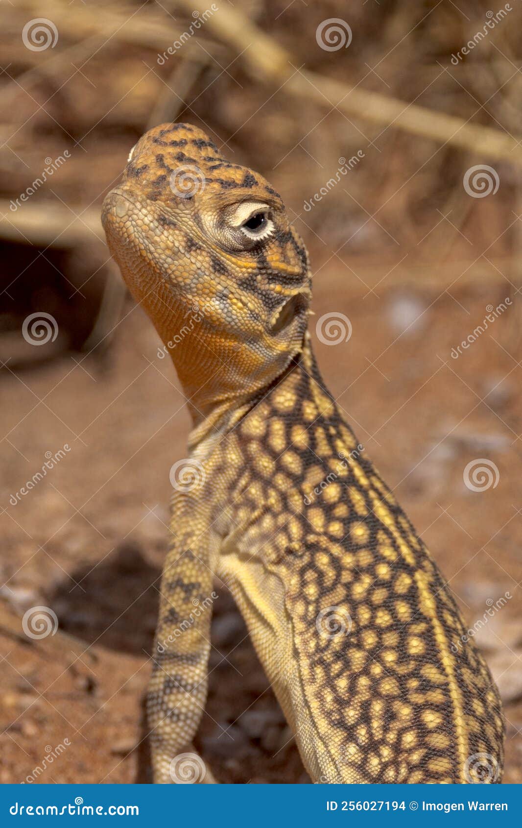 Central Netted Dragon in Northern Territory Australia Stock Photo ...