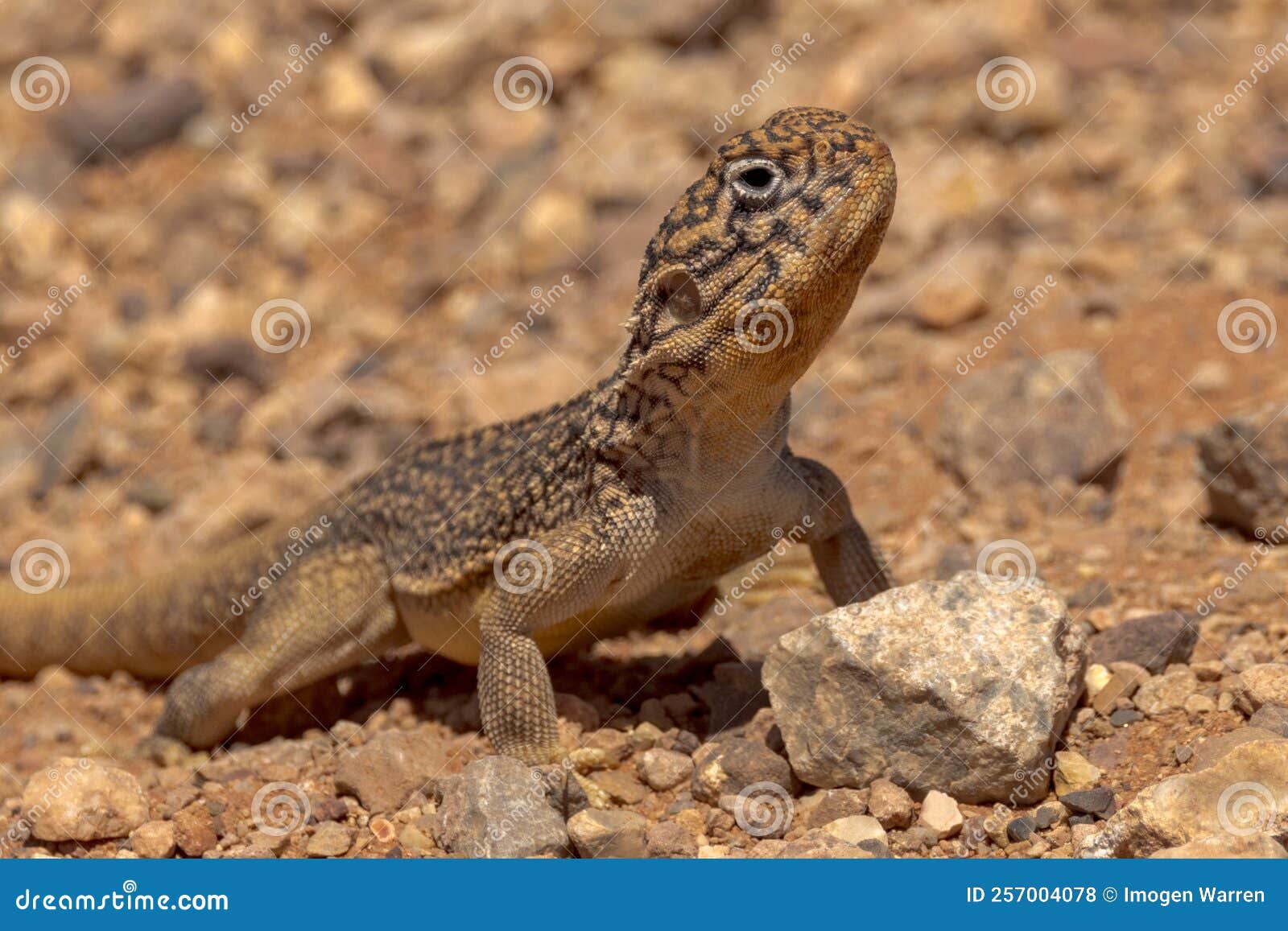 Central Netted Dragon in South Australia Stock Photo - Image of animals ...