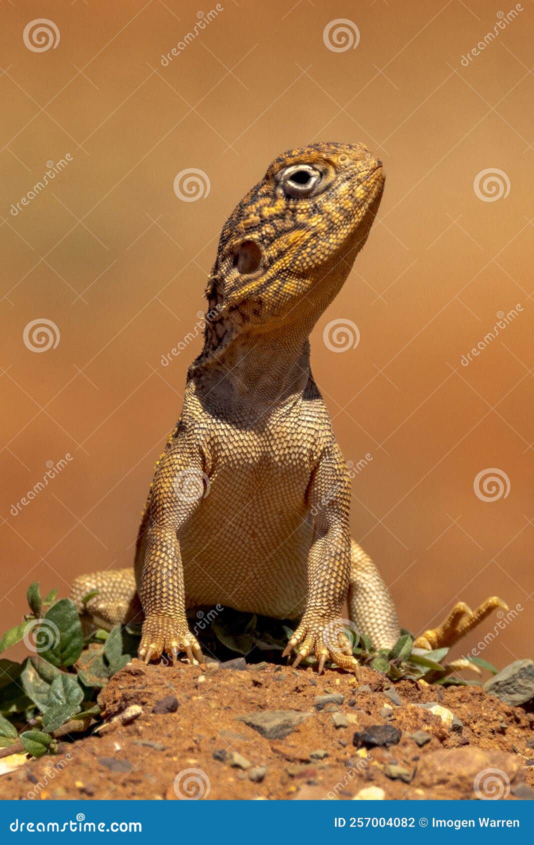 Central Netted Dragon in South Australia Stock Photo - Image of park ...