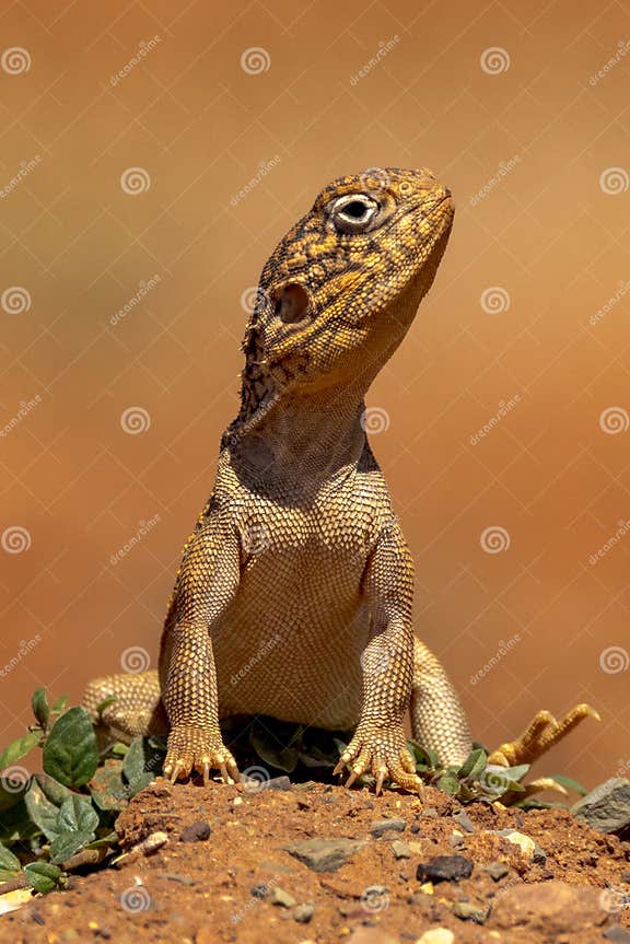 Central Netted Dragon in South Australia Stock Photo - Image of park ...