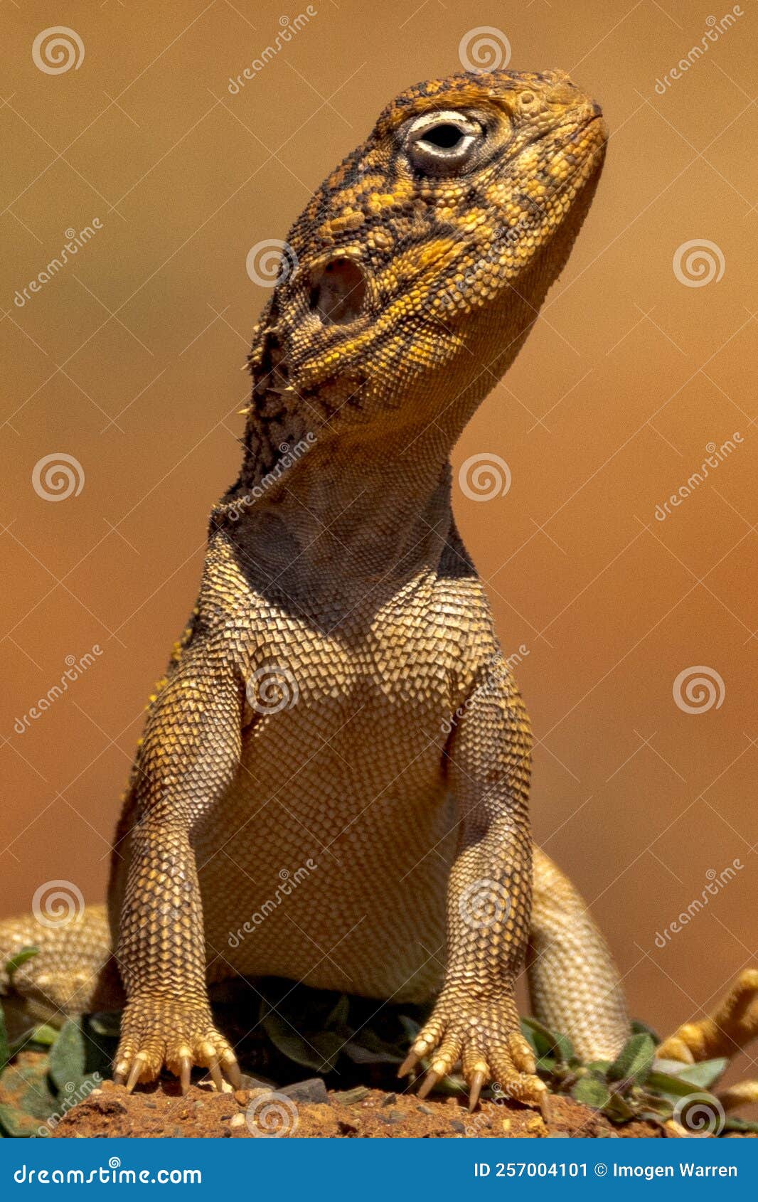 Central Netted Dragon in South Australia Stock Image - Image of monitor ...