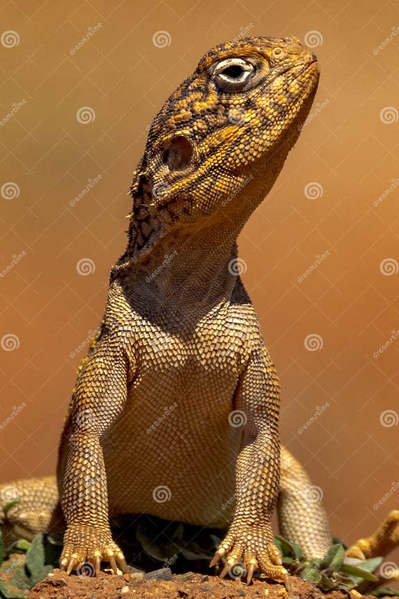 Central Netted Dragon in South Australia Stock Image - Image of monitor ...
