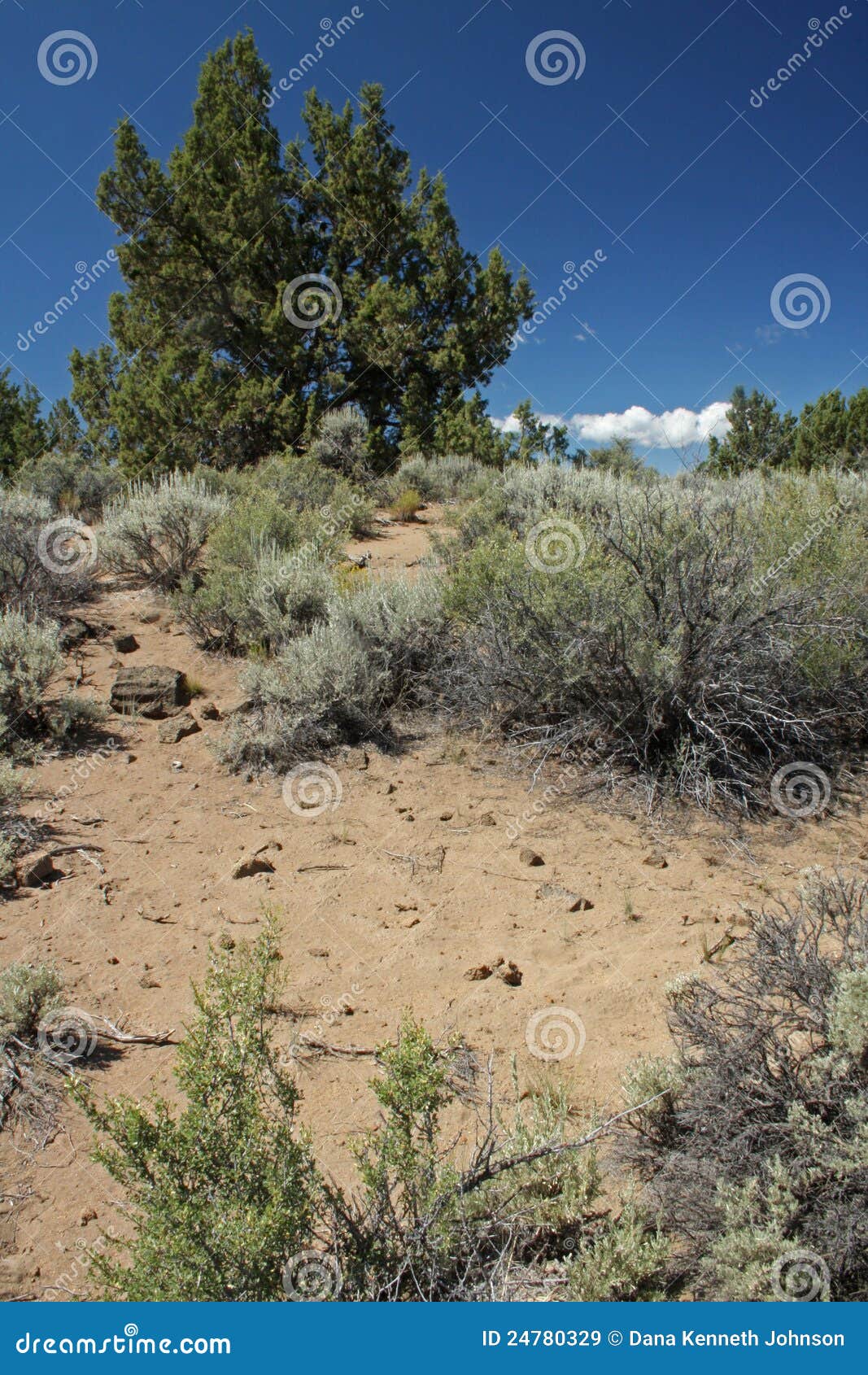 Central Oregon High Desert stock image. Image of rabbitbrush - 24780329