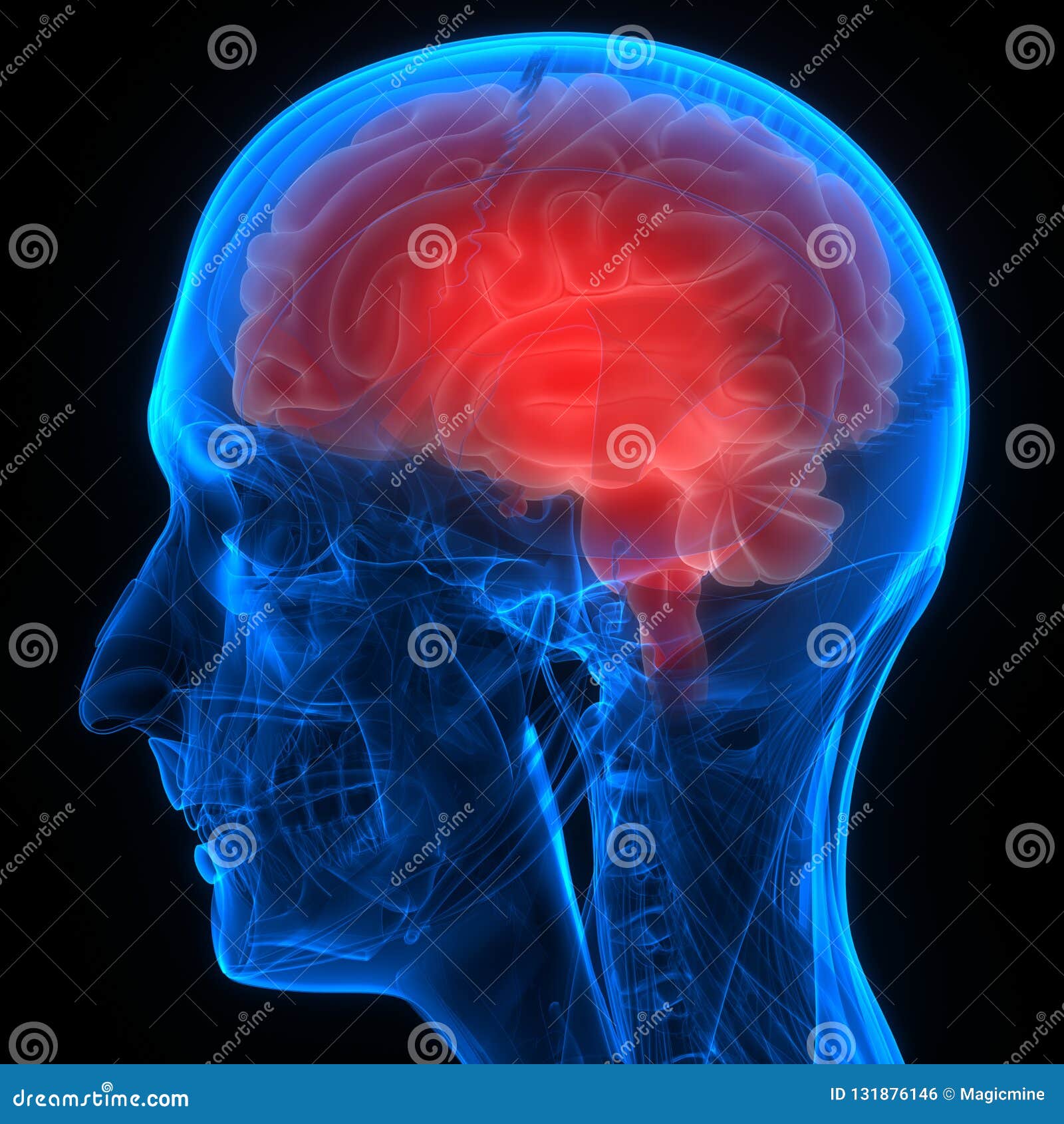 Central Organ of the Human Circulatory System Brain Anatomy Stock ...