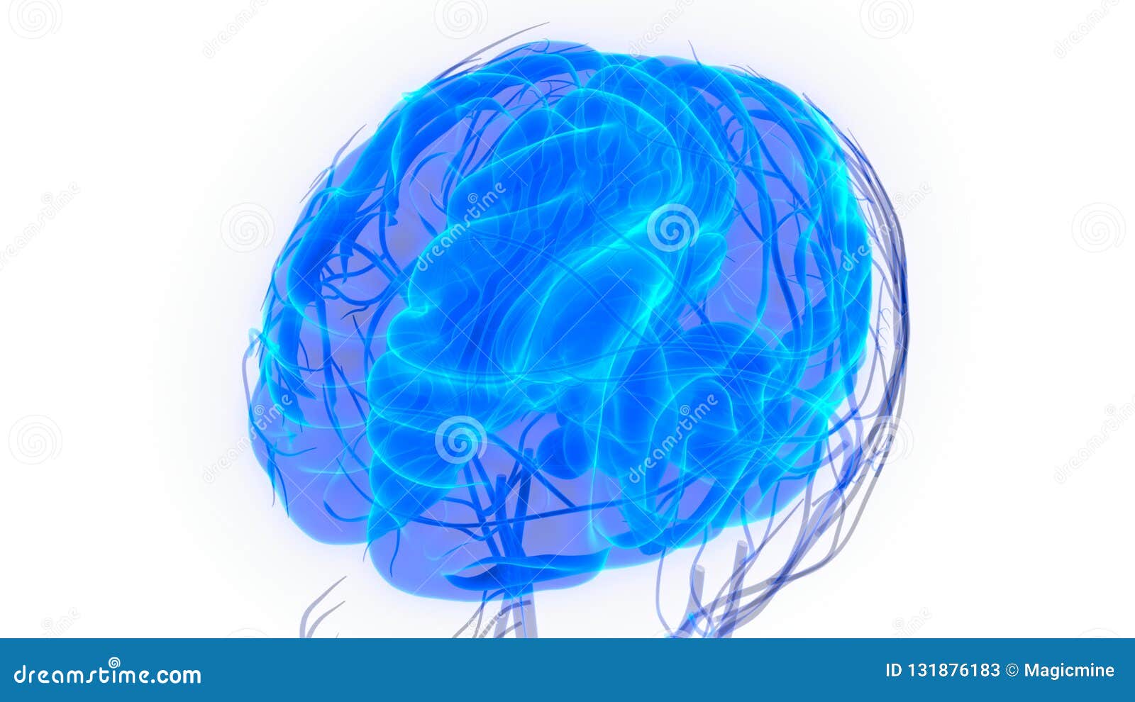 Central Organ of the Human Circulatory System Brain Anatomy Stock ...