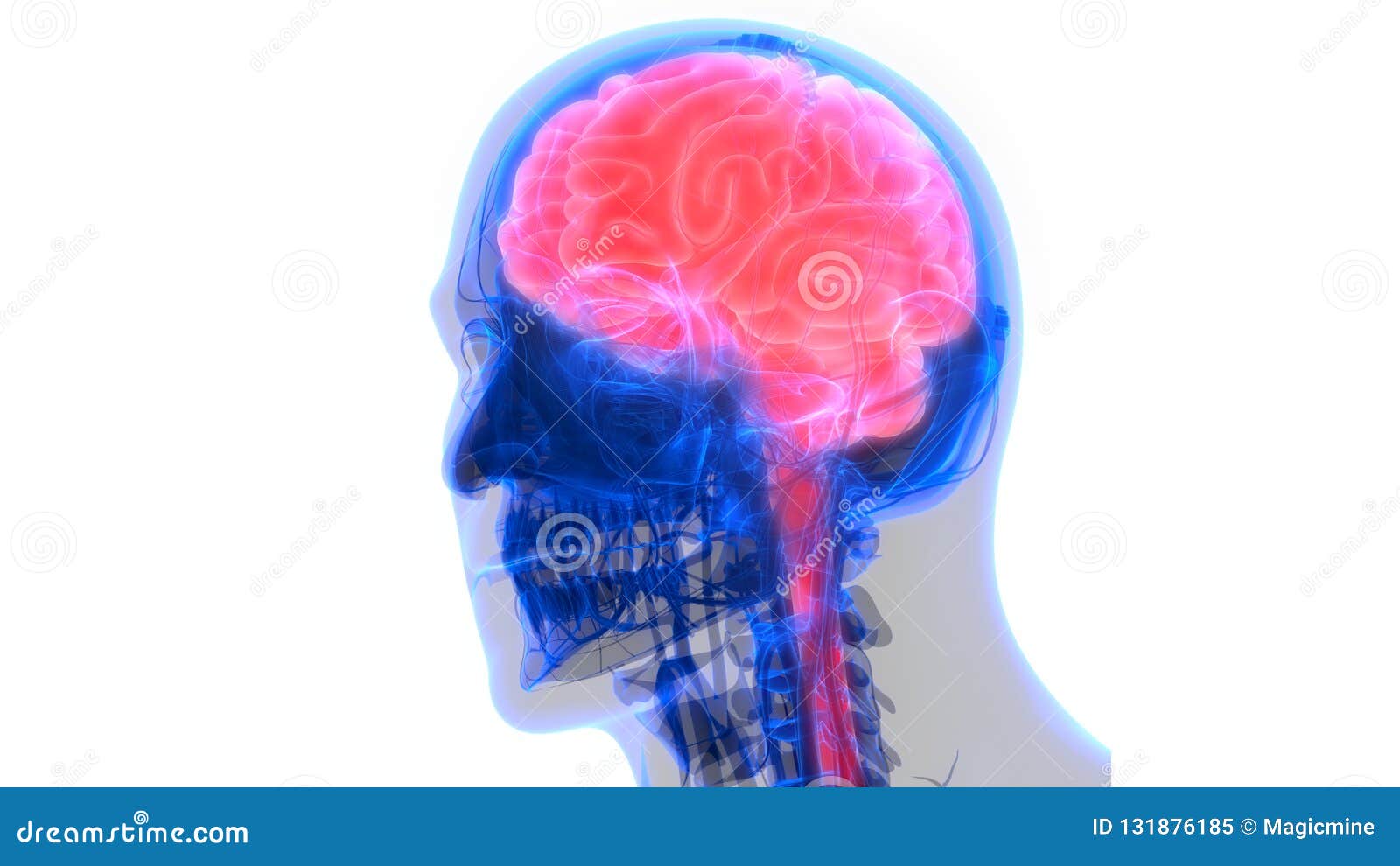 Central Organ of the Human Circulatory System Brain Anatomy Stock ...