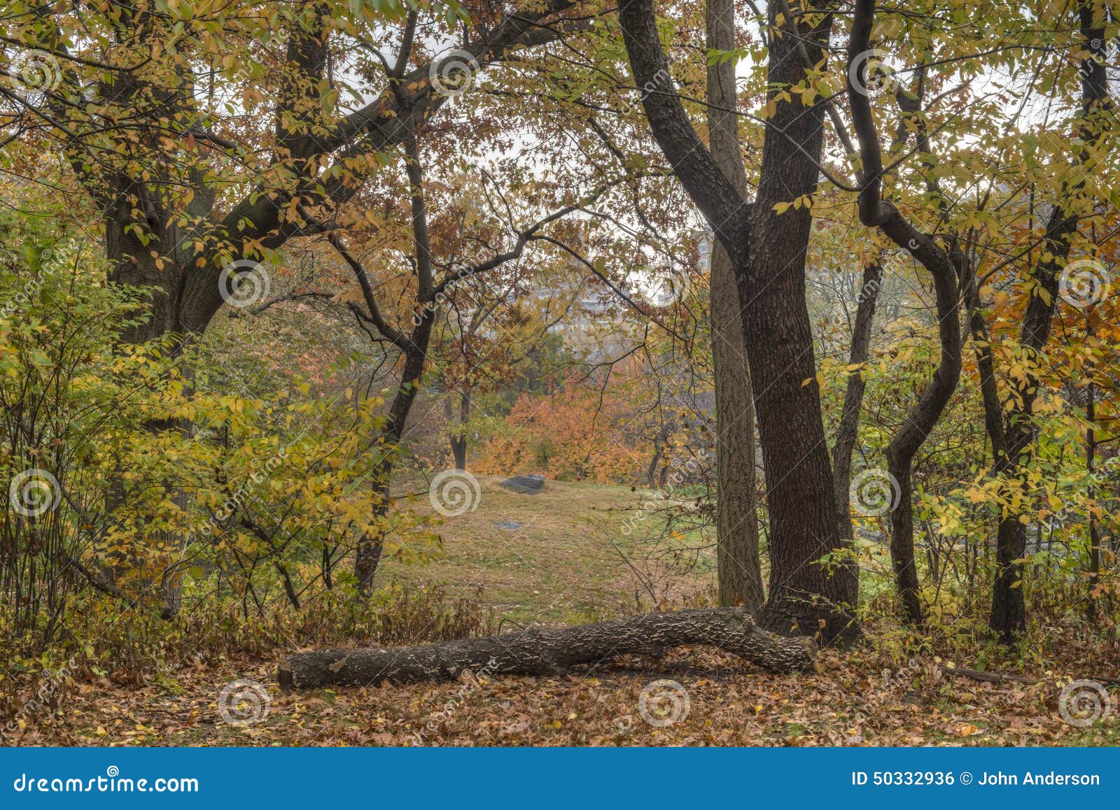 Central Park, New York City Stock Photo - Image of leaves, york: 50332936