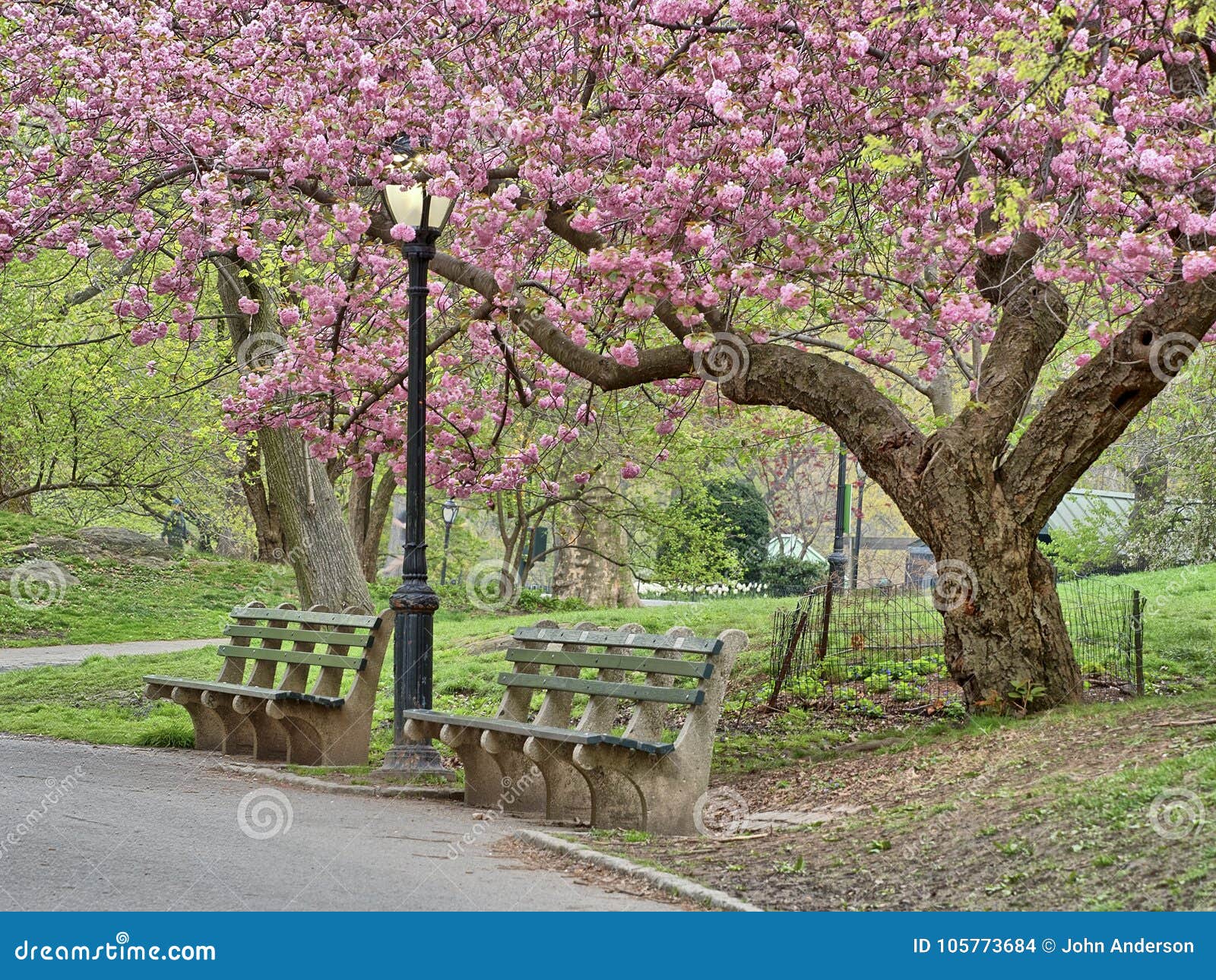Central Park, New York City Spring Stock Photo - Image of scenic, hill ...