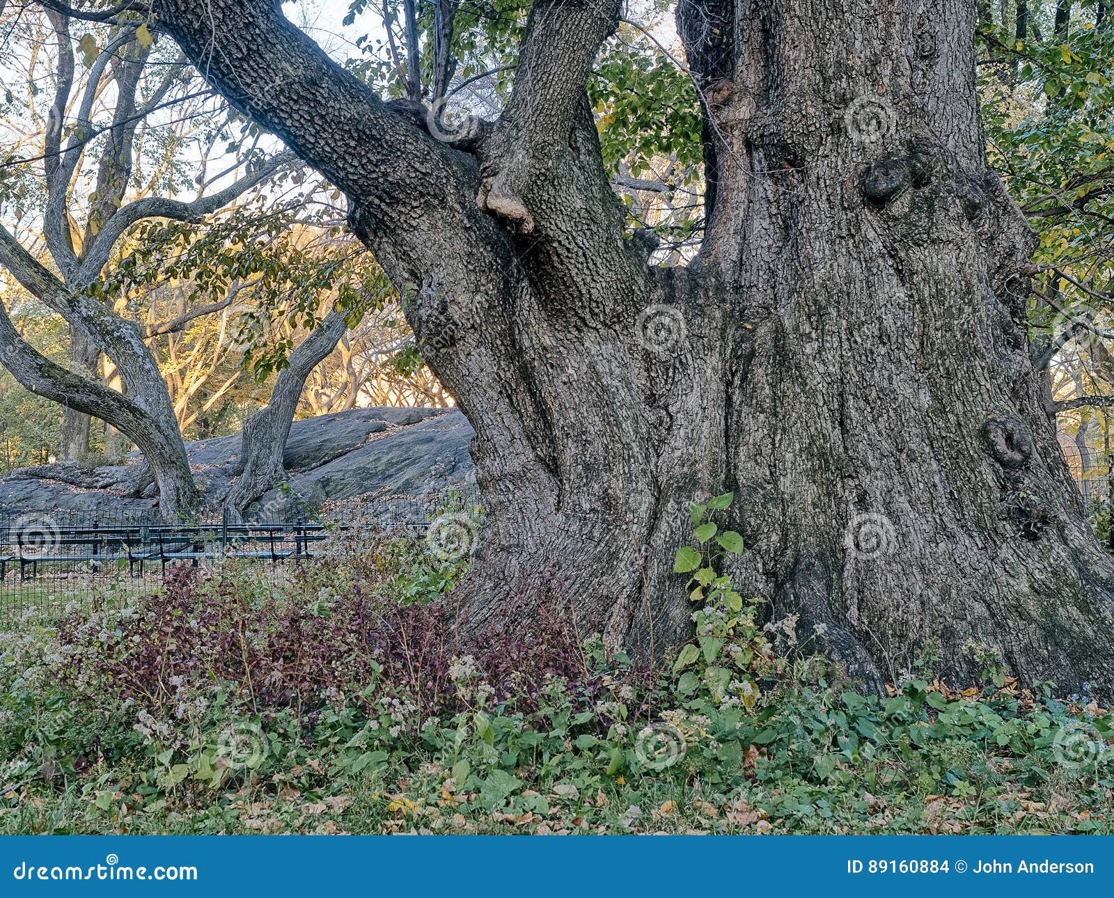 Central Park, New York City Old Tree Stock Photo - Image of tree ...