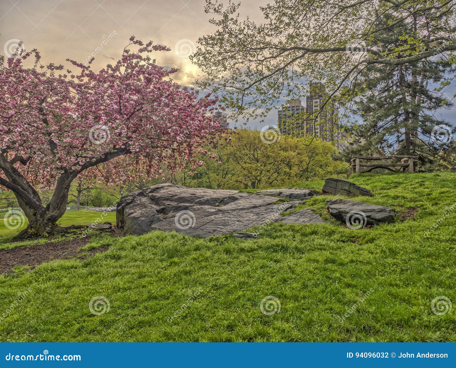 Central Park, New York City Spring Stock Photo - Image of asian, prunus ...