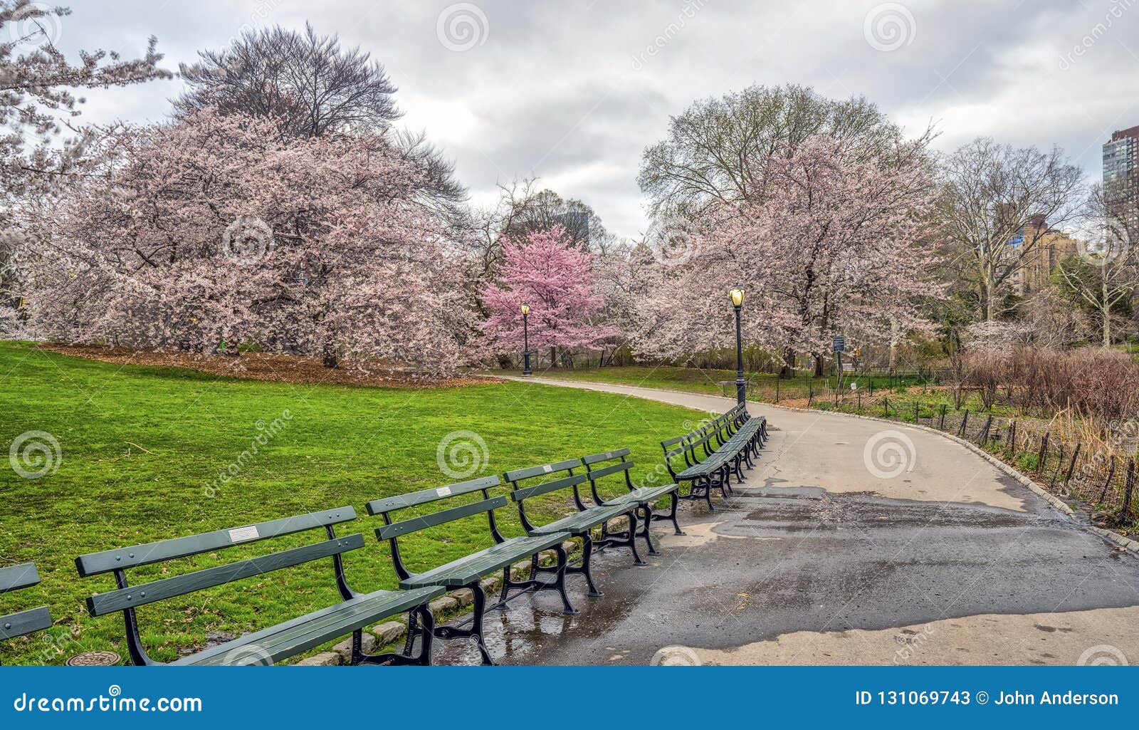 Central Park, New York City in Spring Stock Image - Image of plants ...