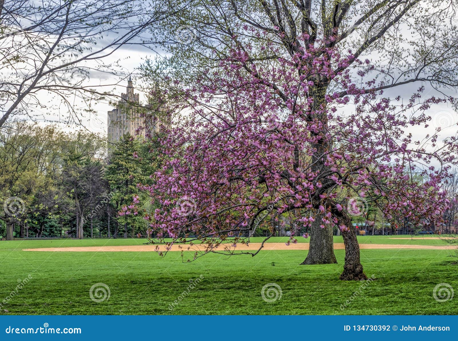 Central Park, New York City in Spring Stock Photo - Image of spring ...