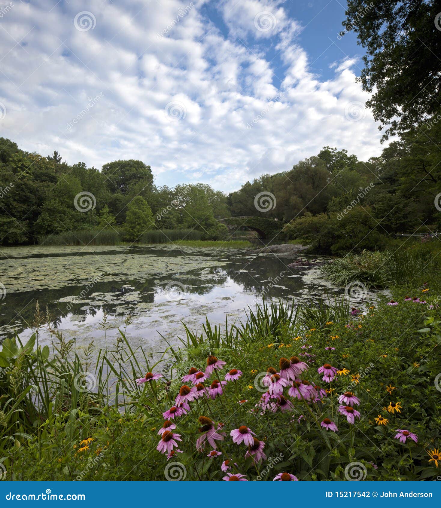 Central Park at the pond stock photo. Image of summer - 15217542