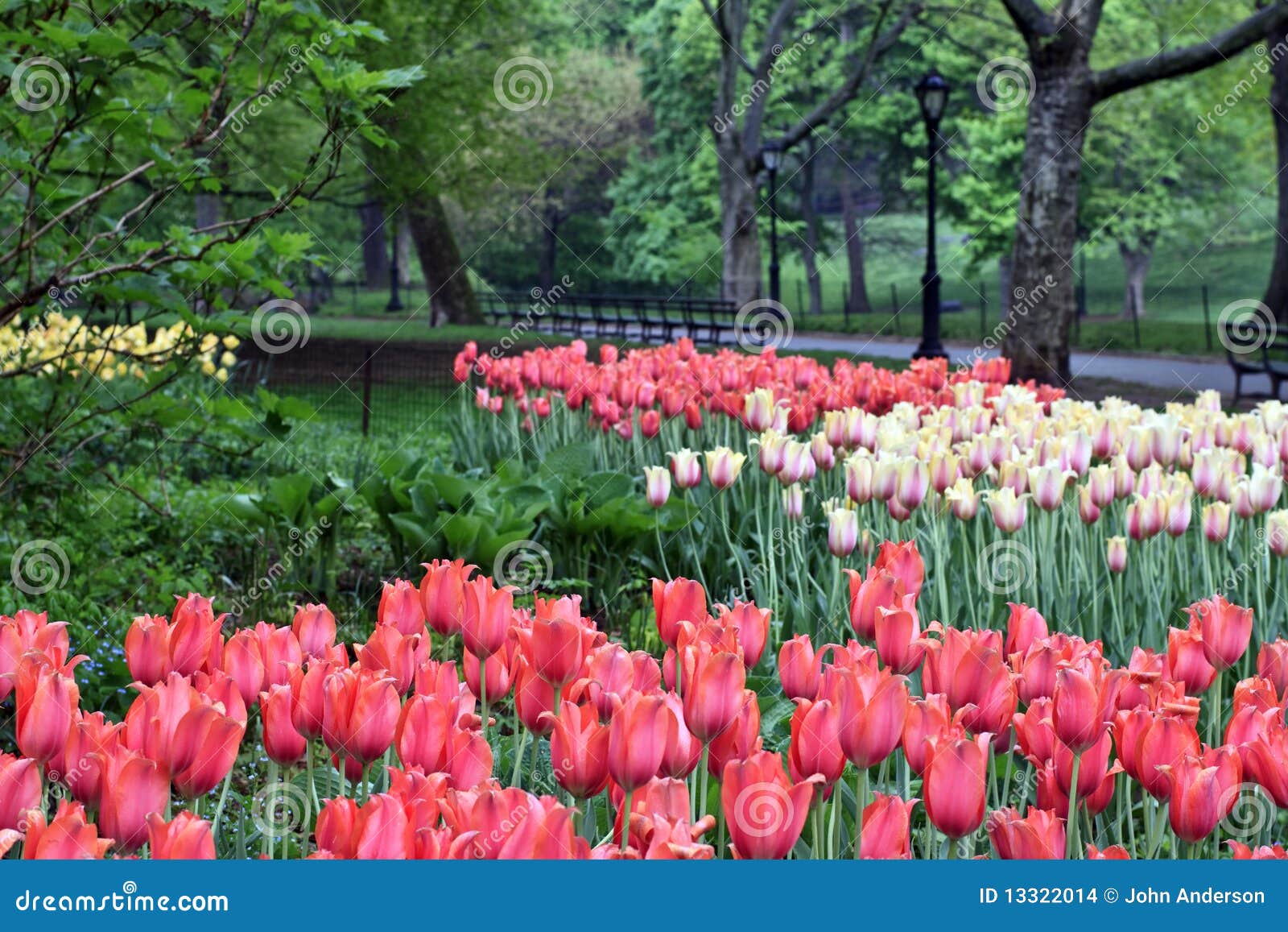 Central Park in spring stock photo. Image of park, garden - 13322014