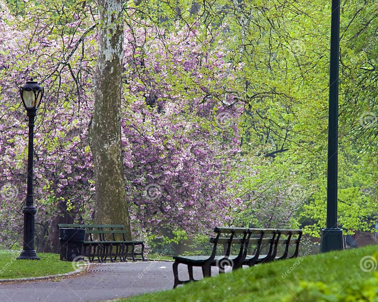 Central Park in spring stock image. Image of season, buildings - 13322017