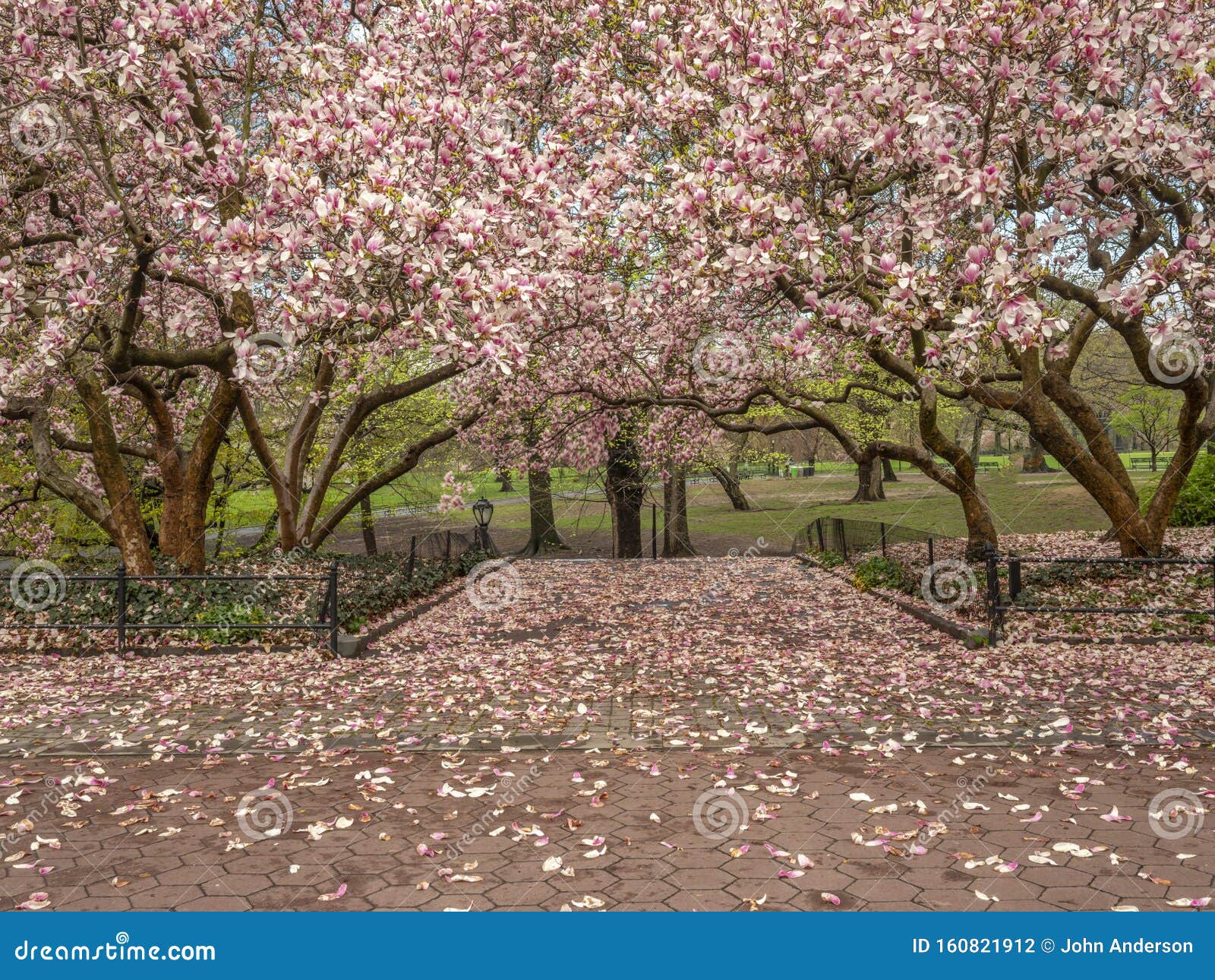 Central Park in spring stock photo. Image of tree, green - 160821912