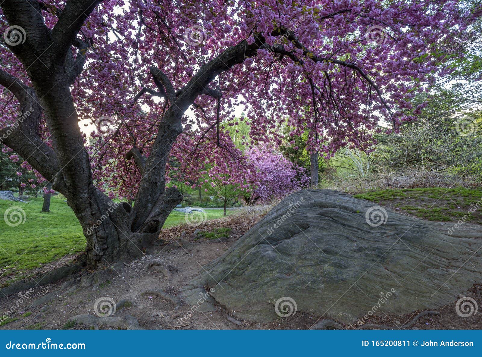 Central Park in spring stock image. Image of flowering - 165200811