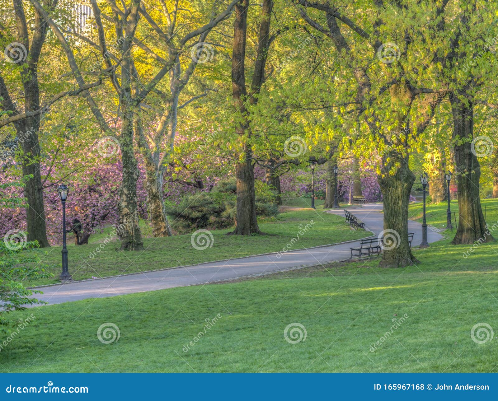 Central Park in spring stock photo. Image of flower - 165967168