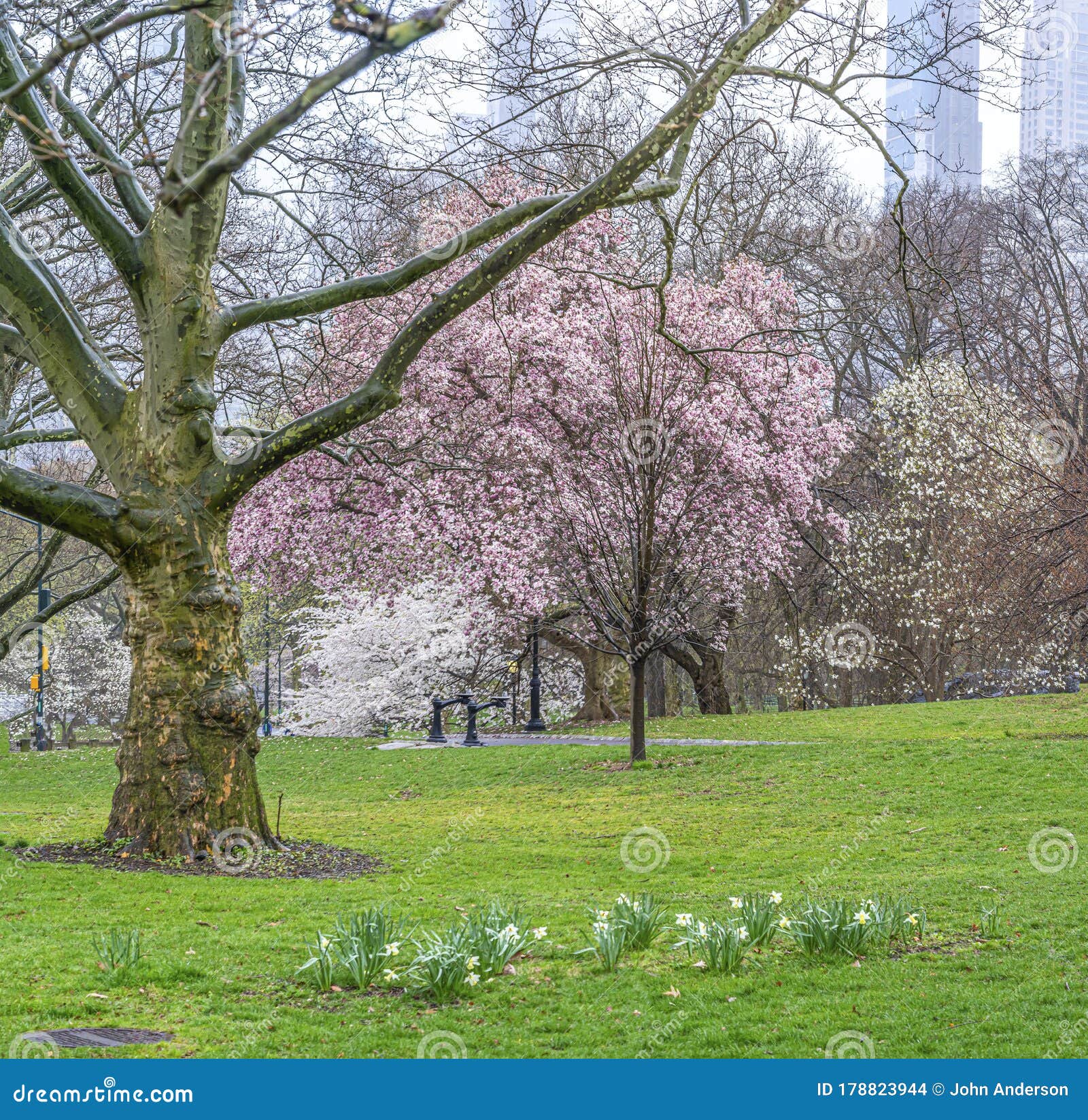 Central Park in spring stock photo. Image of magnolia - 178823944