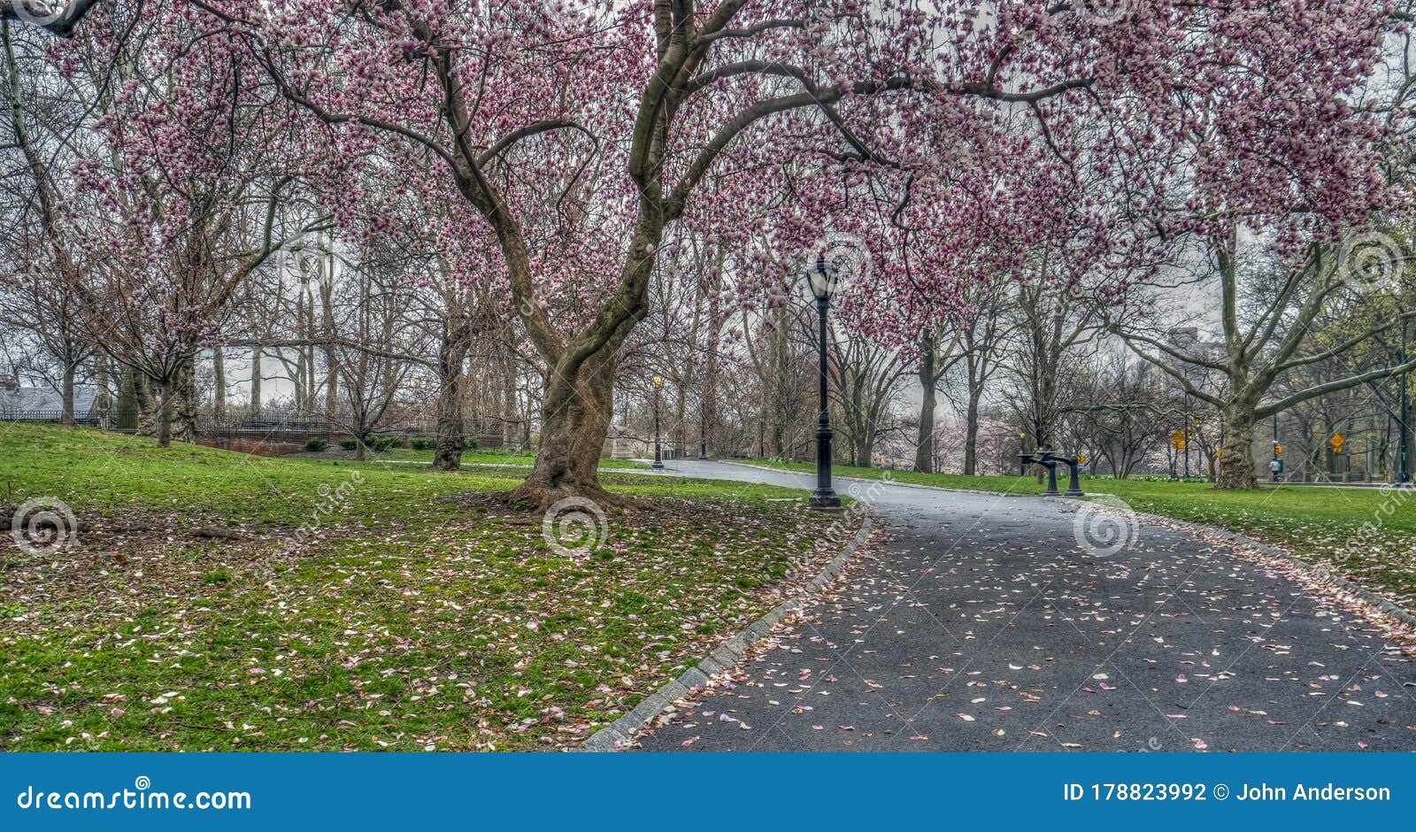 Central Park in spring stock photo. Image of flower - 178823992