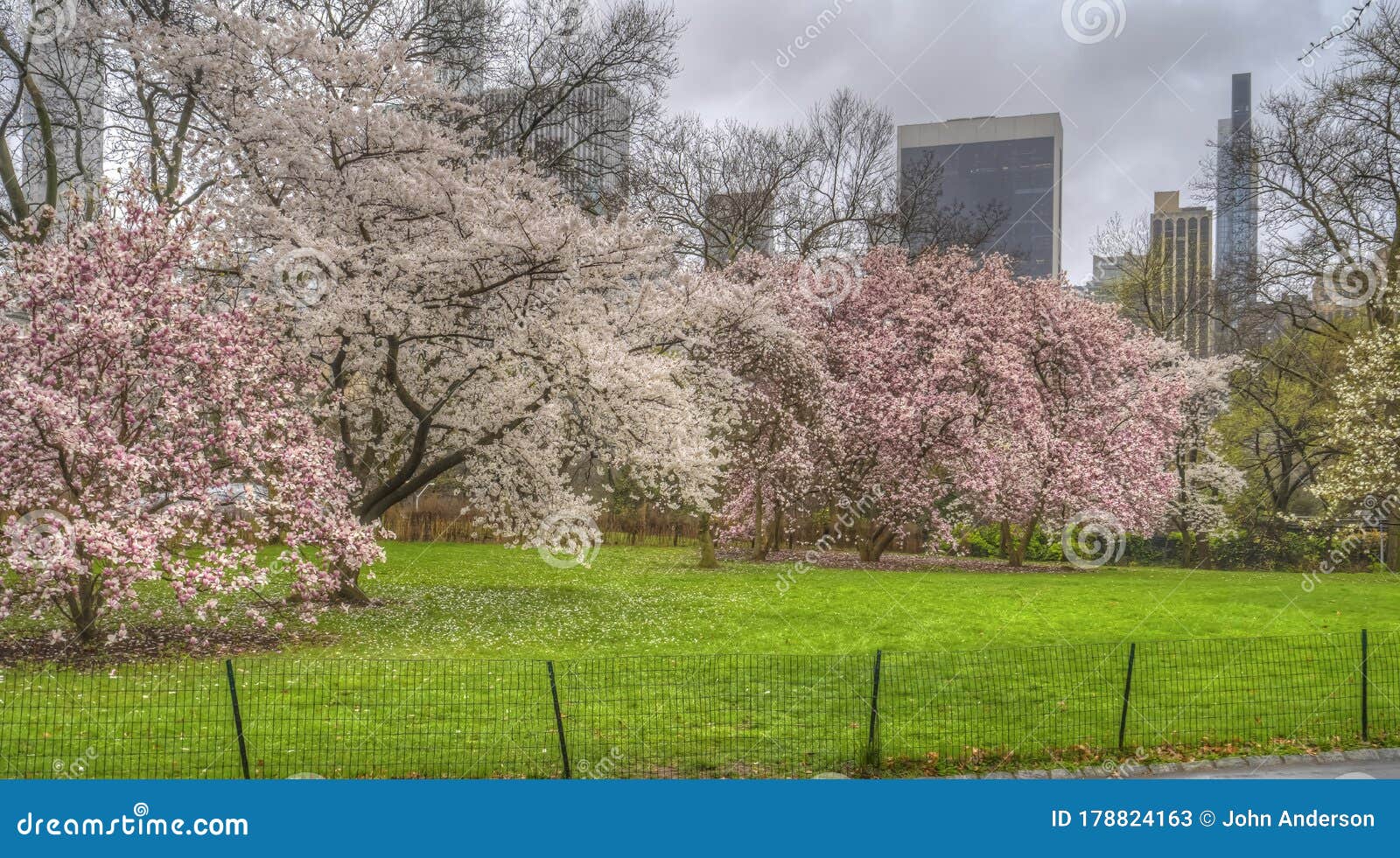Central Park in spring stock image. Image of trees, skyscraper - 178824163