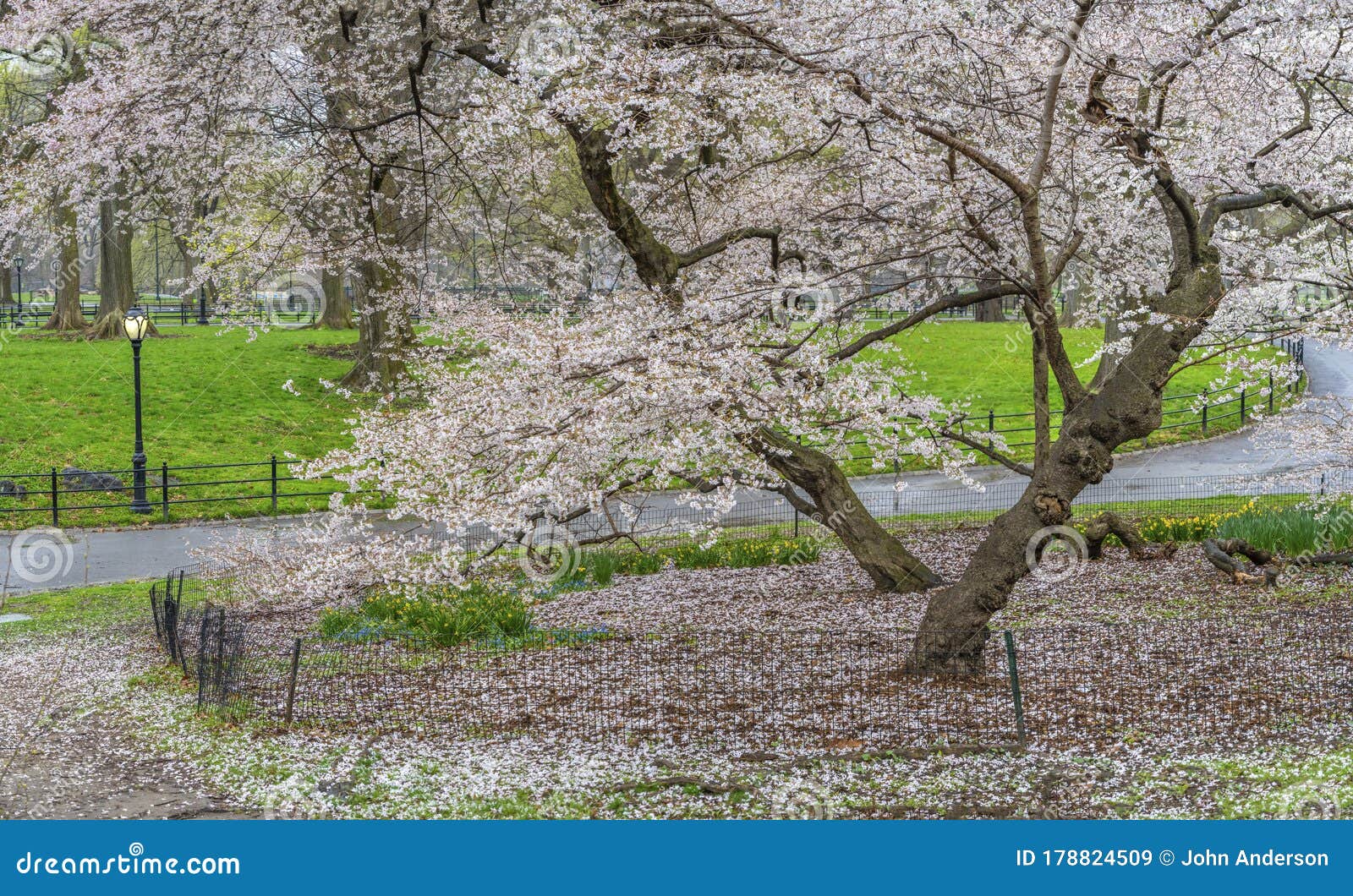 Central Park in spring stock image. Image of spring - 178824509