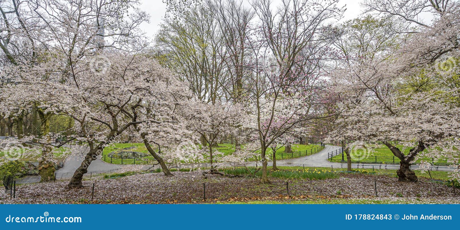 Central Park in spring stock image. Image of central - 178824843