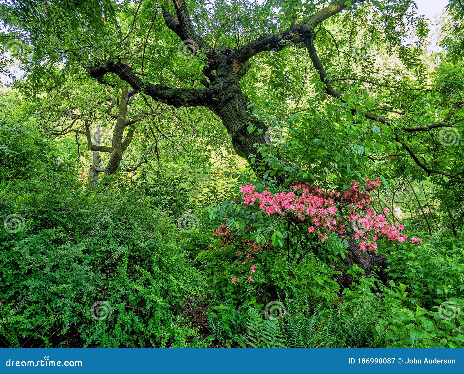 Central Park in spring stock image. Image of garden - 186990087