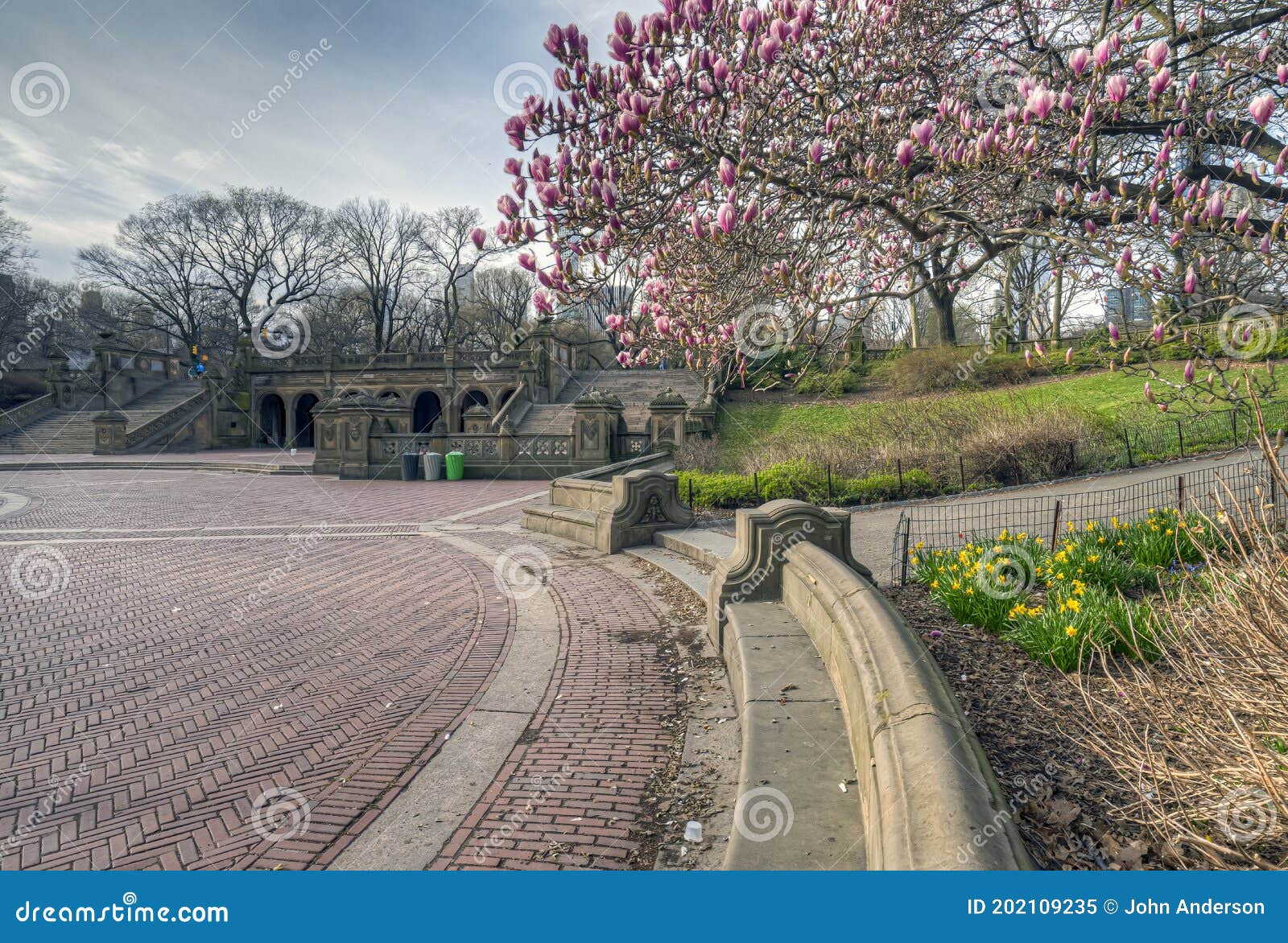 Central Park in spring stock image. Image of tree, bloom - 202109235