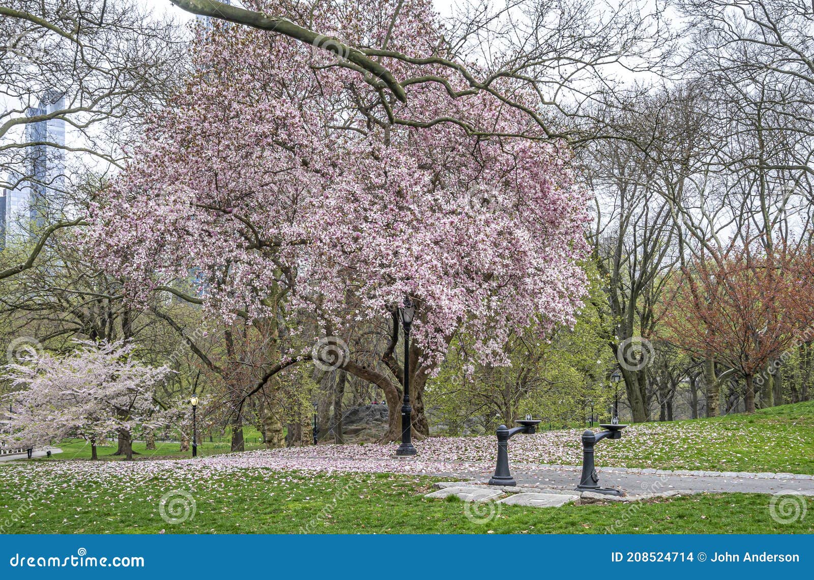 Central Park in spring stock photo. Image of island - 208524714