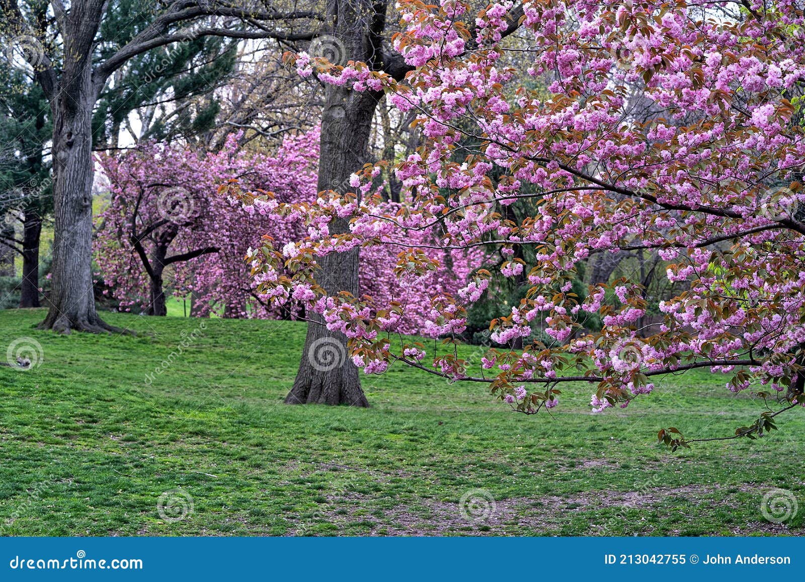 Central Park in spring stock image. Image of nature - 213042755