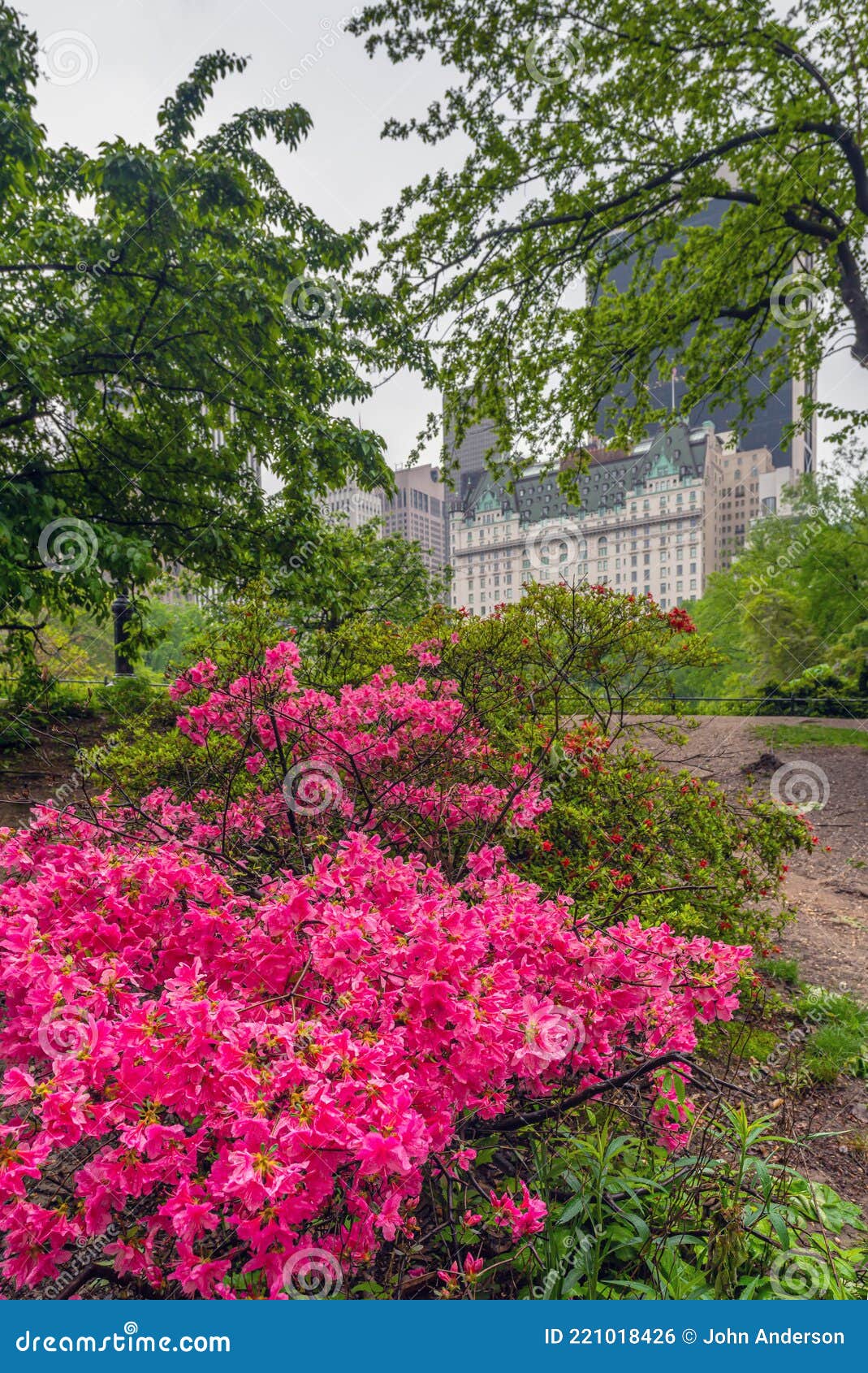 Central Park in spring stock photo. Image of flowers - 221018426