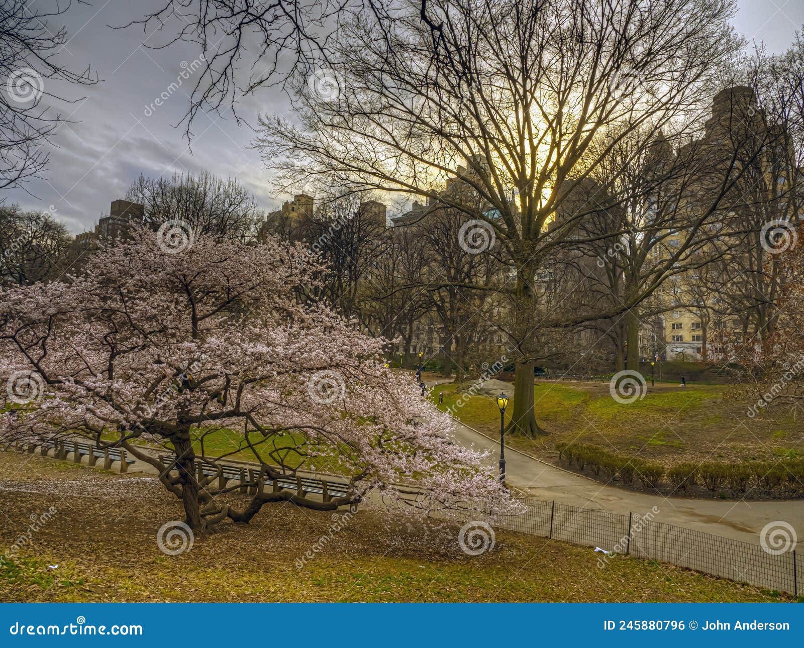 Central Park in spring stock photo. Image of flowers - 245880796