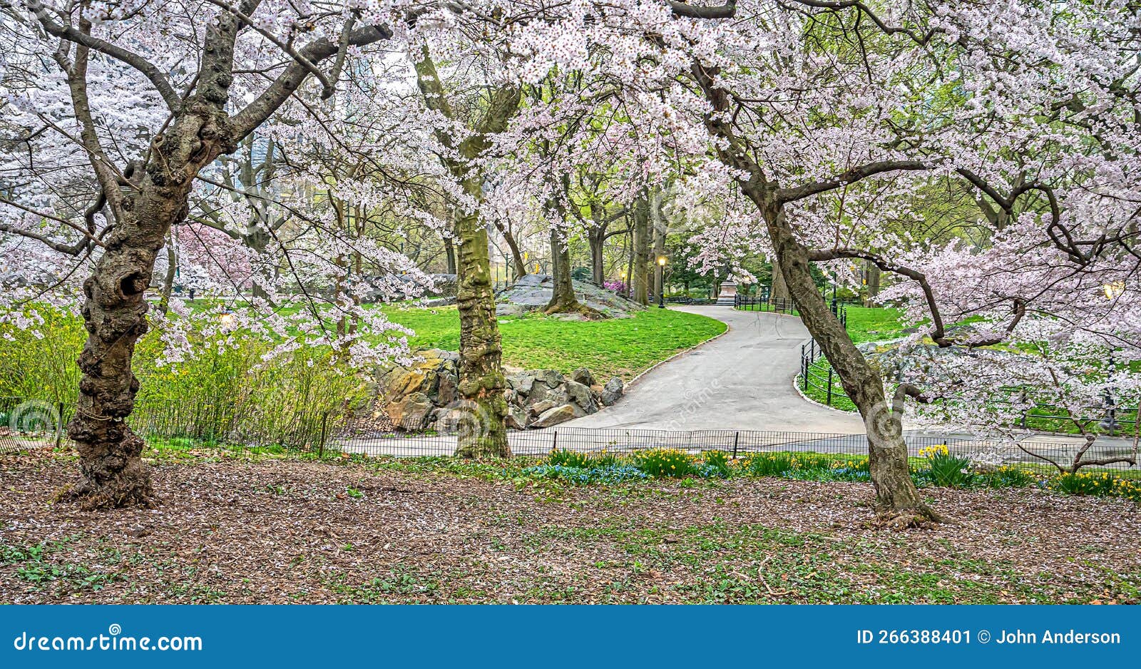 Central Park in spring stock image. Image of pulic, garden - 266388401