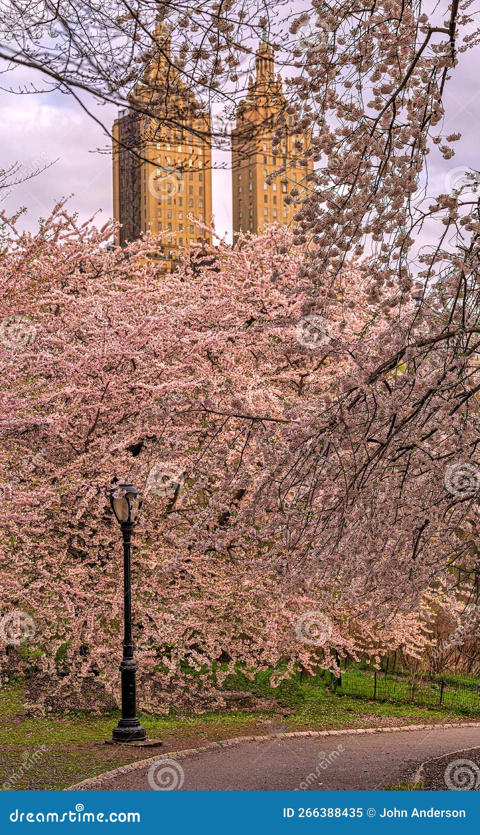 Central Park in spring stock image. Image of spring - 266388435
