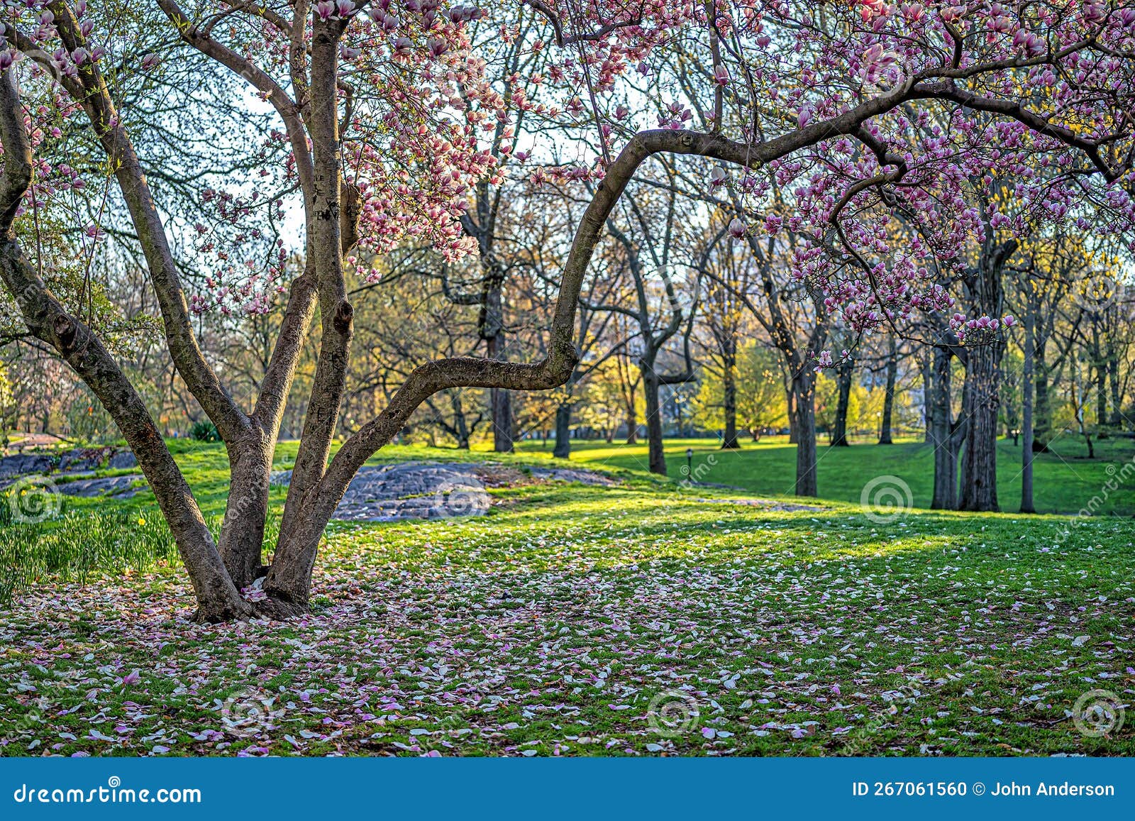 Central Park in spring stock photo. Image of urban, spring - 267061560