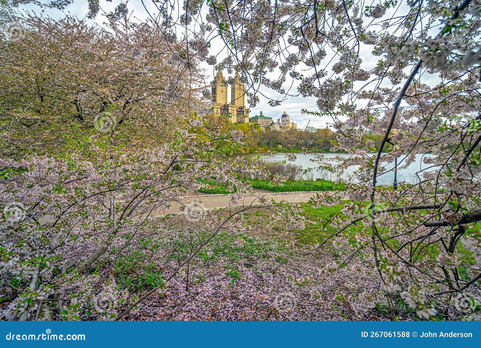 Central Park in spring stock photo. Image of city, park - 267061588