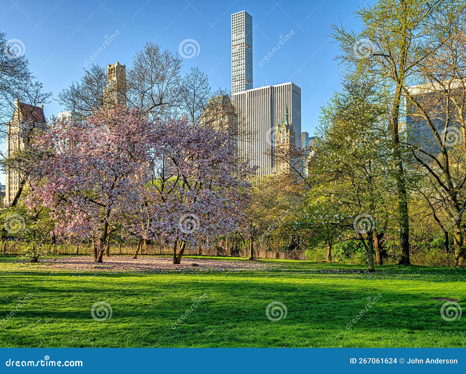 Central Park in spring stock photo. Image of malus, nature - 267061624