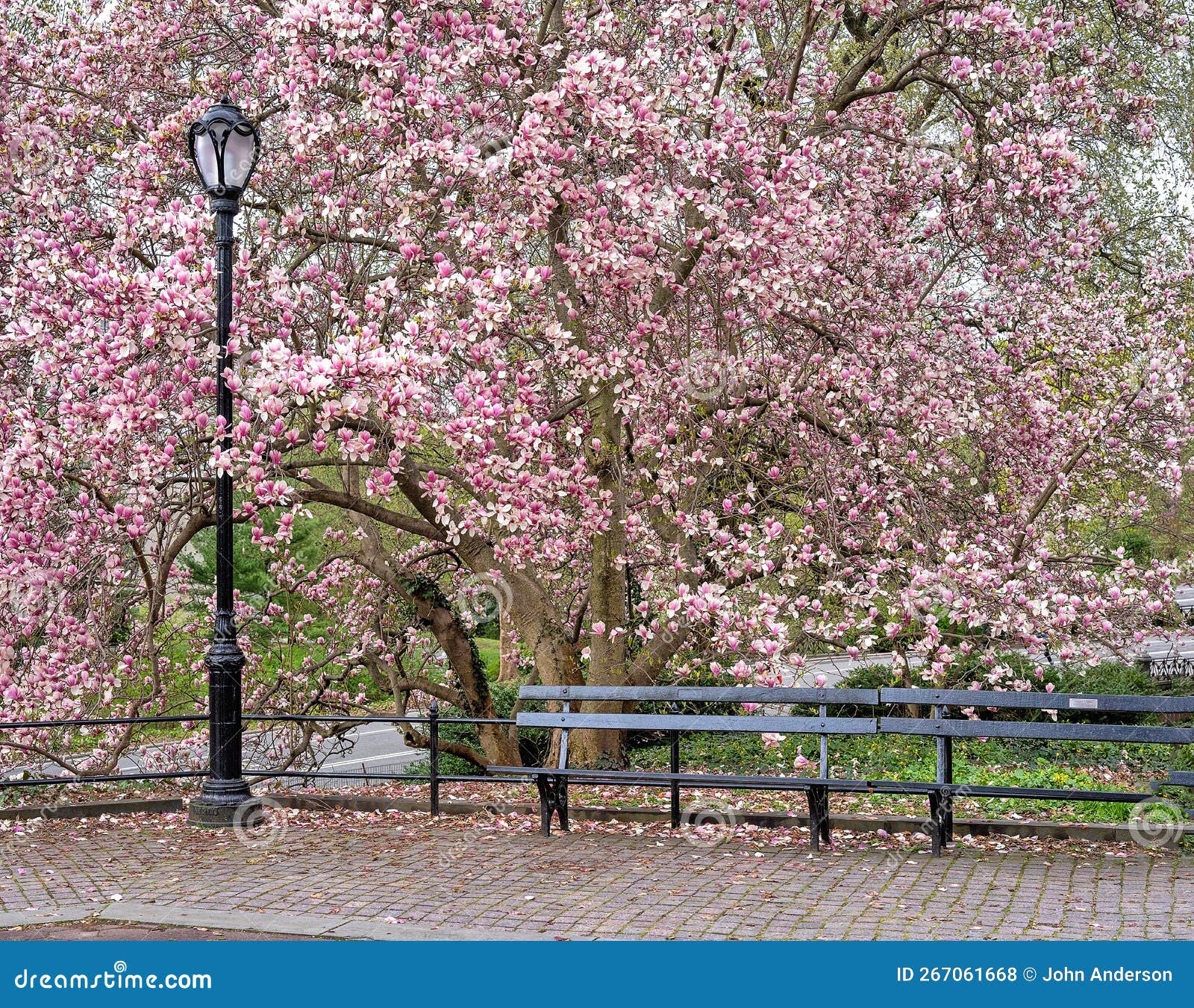 Central Park in spring stock photo. Image of plants - 267061668