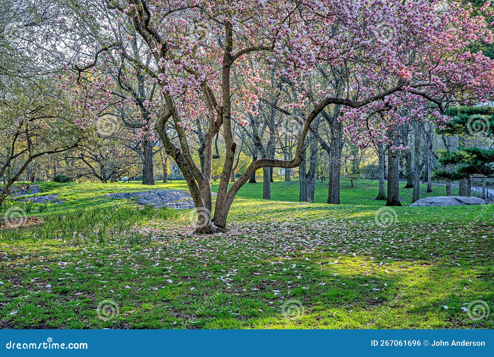 Central Park in spring stock photo. Image of season - 267061696