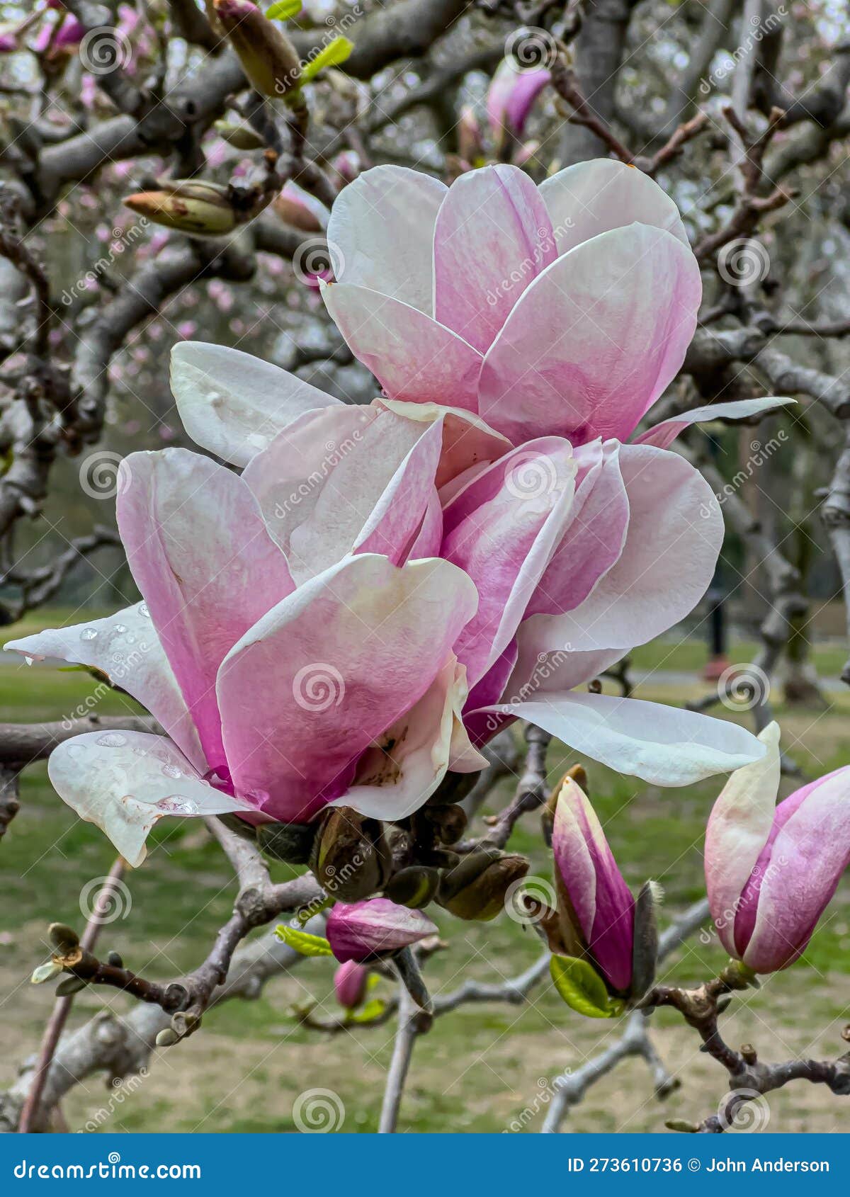 Central Park in spring stock photo. Image of manhattan - 273610736