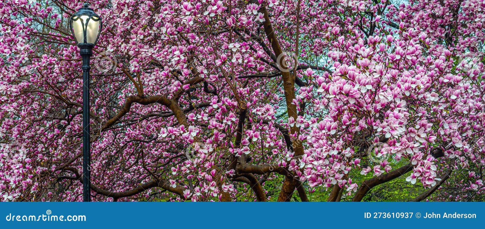 Central Park in spring stock image. Image of magnoliaceae - 273610937