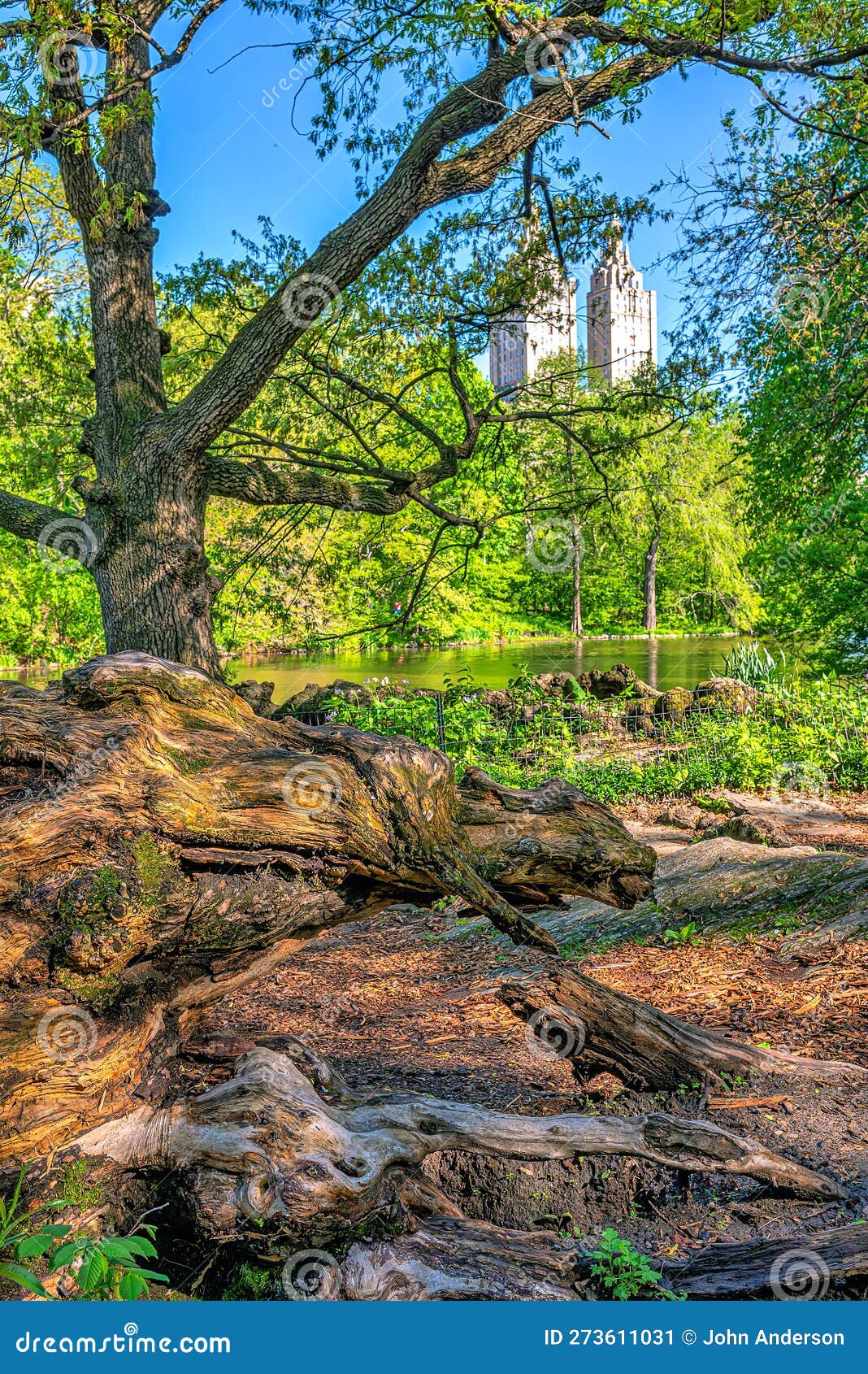 Central Park in spring stock image. Image of york, garden - 273611031