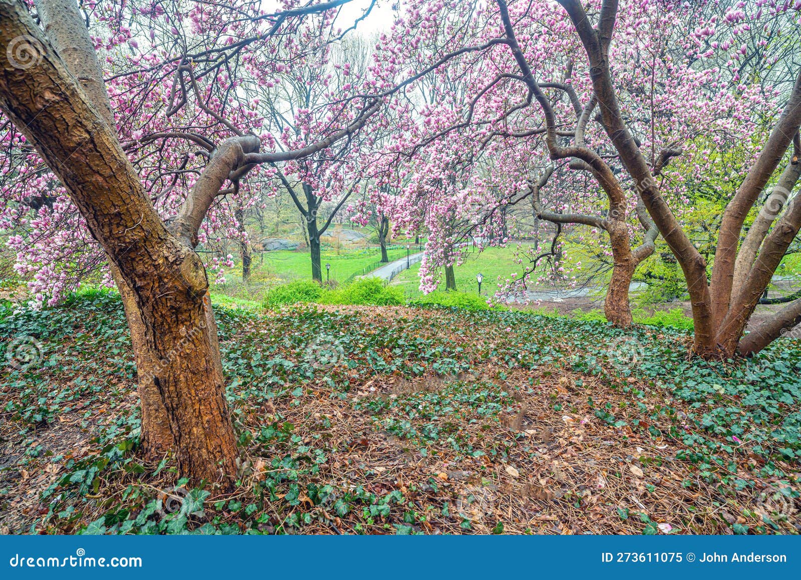 Central Park in spring stock image. Image of york, park - 273611075